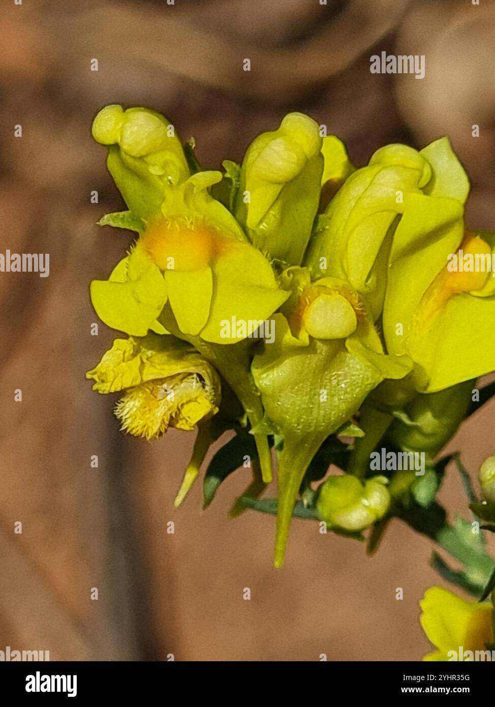 Broomleaf Toadflax (Linaria genistifolia Stock Photo - Alamy
