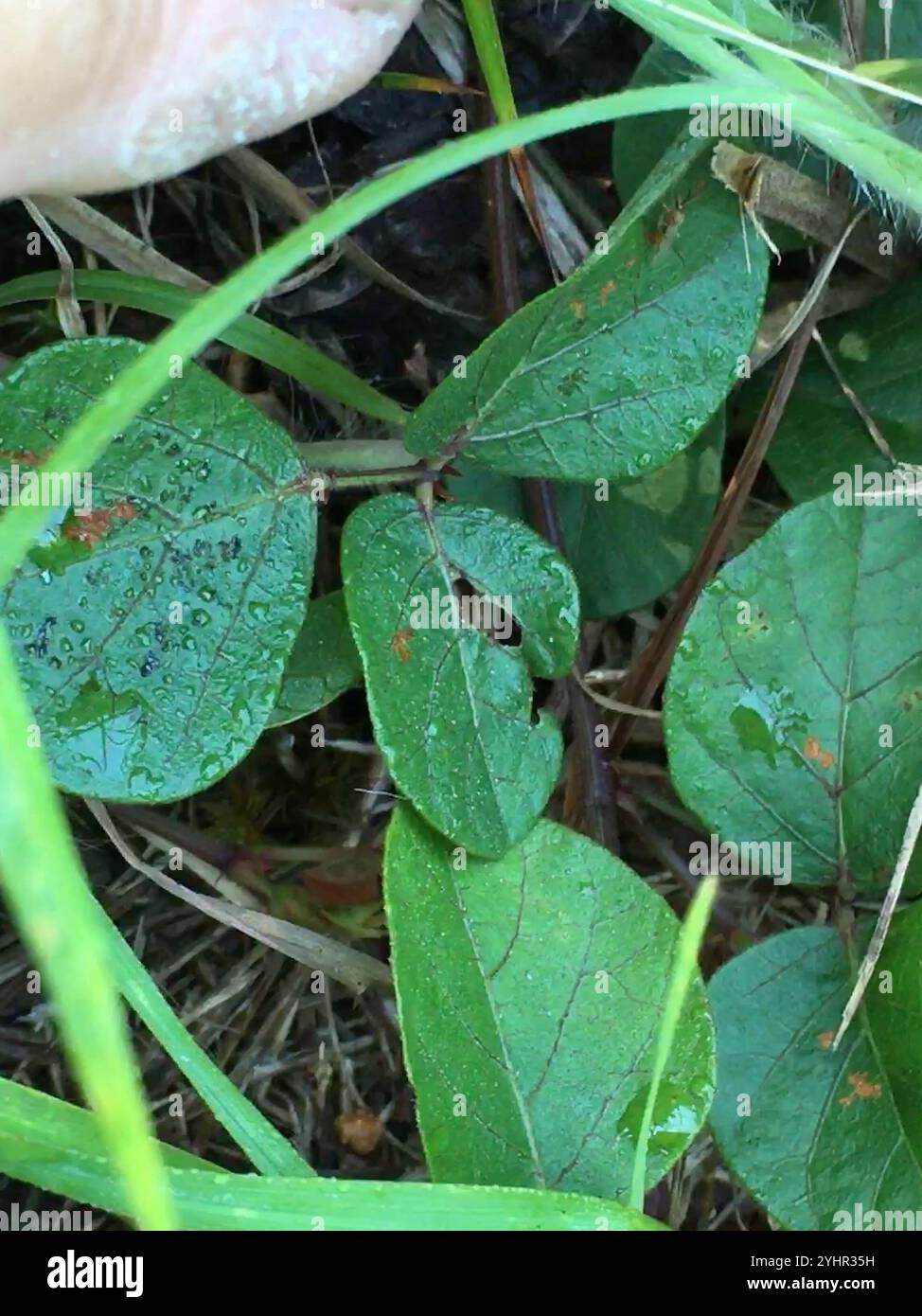 Sand Ticktrefoil (Desmodium lineatum Stock Photo - Alamy
