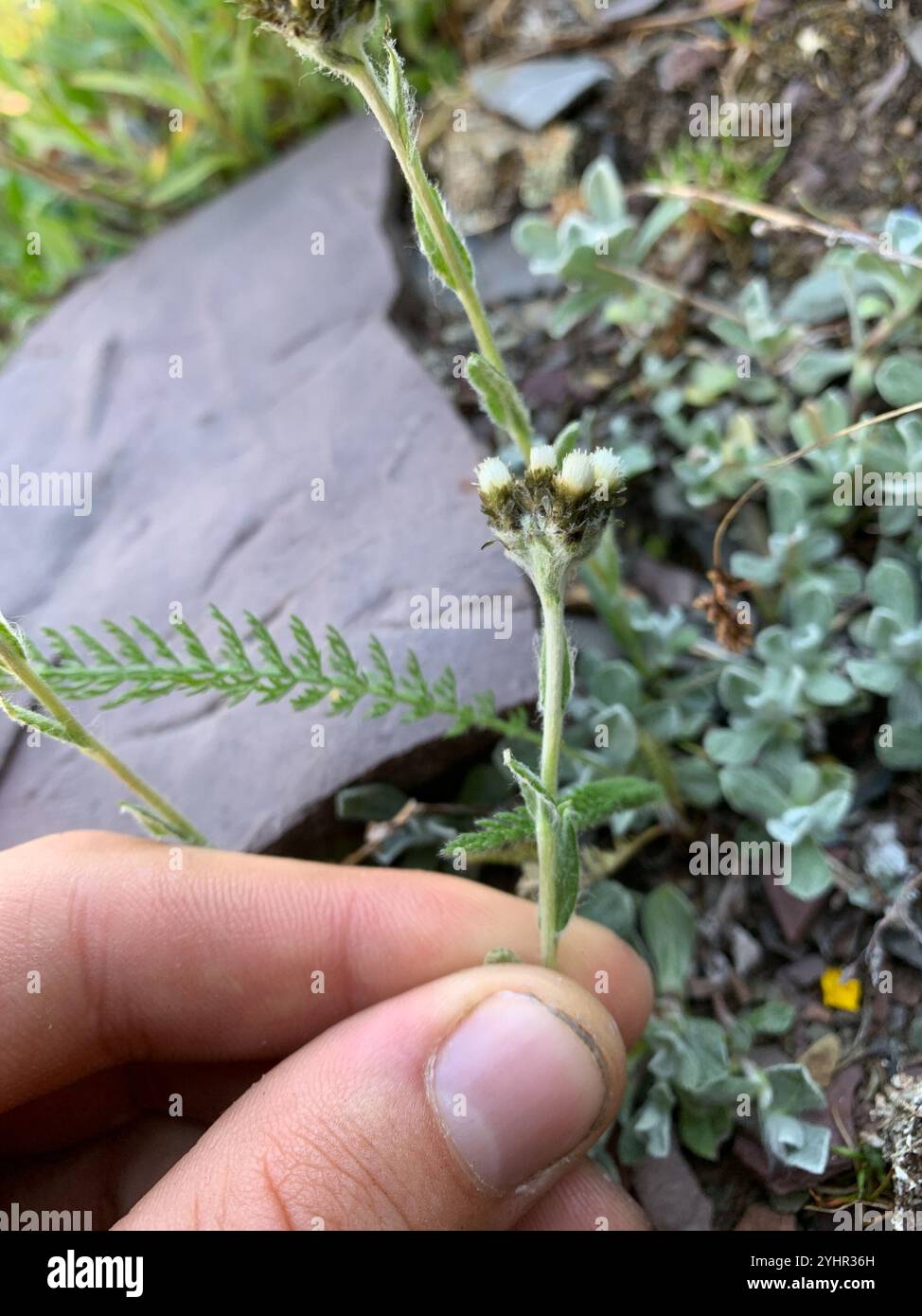 Alpine Pussytoes (Antennaria alpina Stock Photo - Alamy