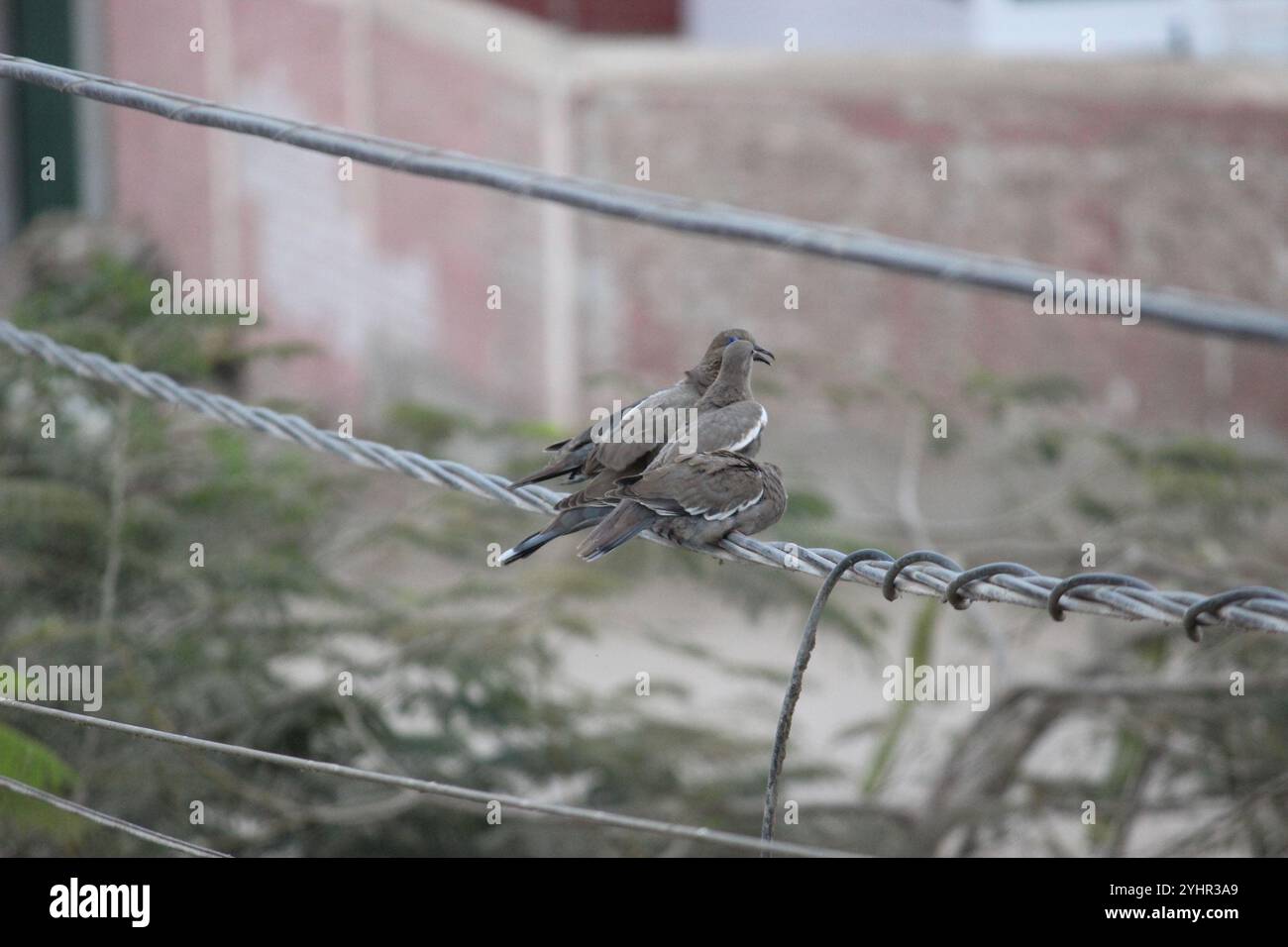 West Peruvian Dove (Zenaida meloda Stock Photo - Alamy