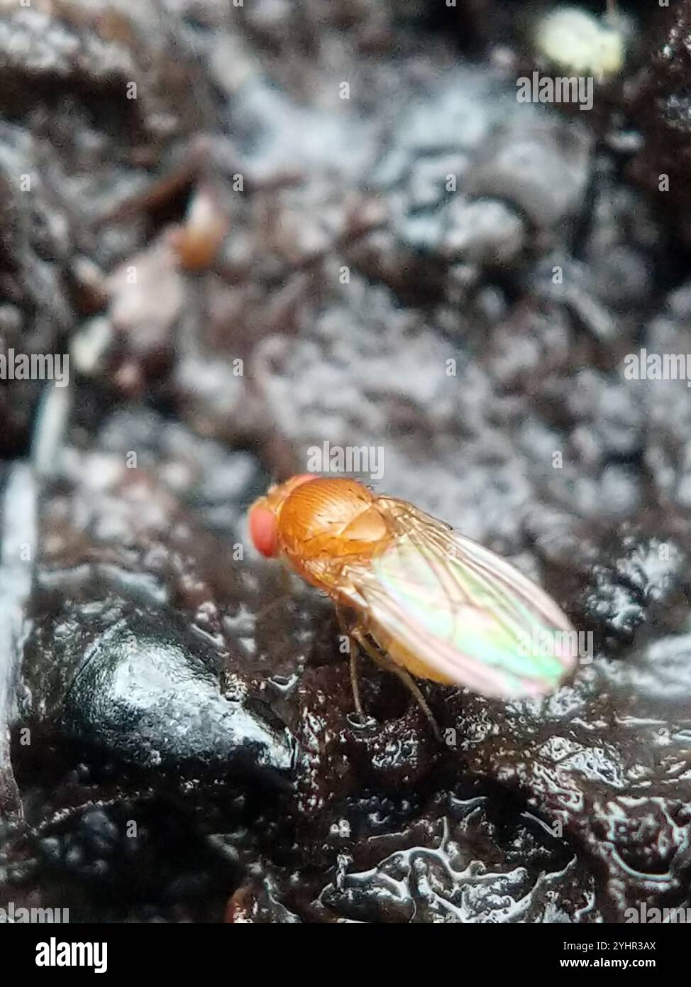 Small Fruit Flies (Drosophila Stock Photo - Alamy