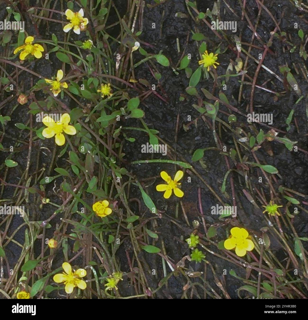Plantainleaf buttercup hi-res stock photography and images - Alamy