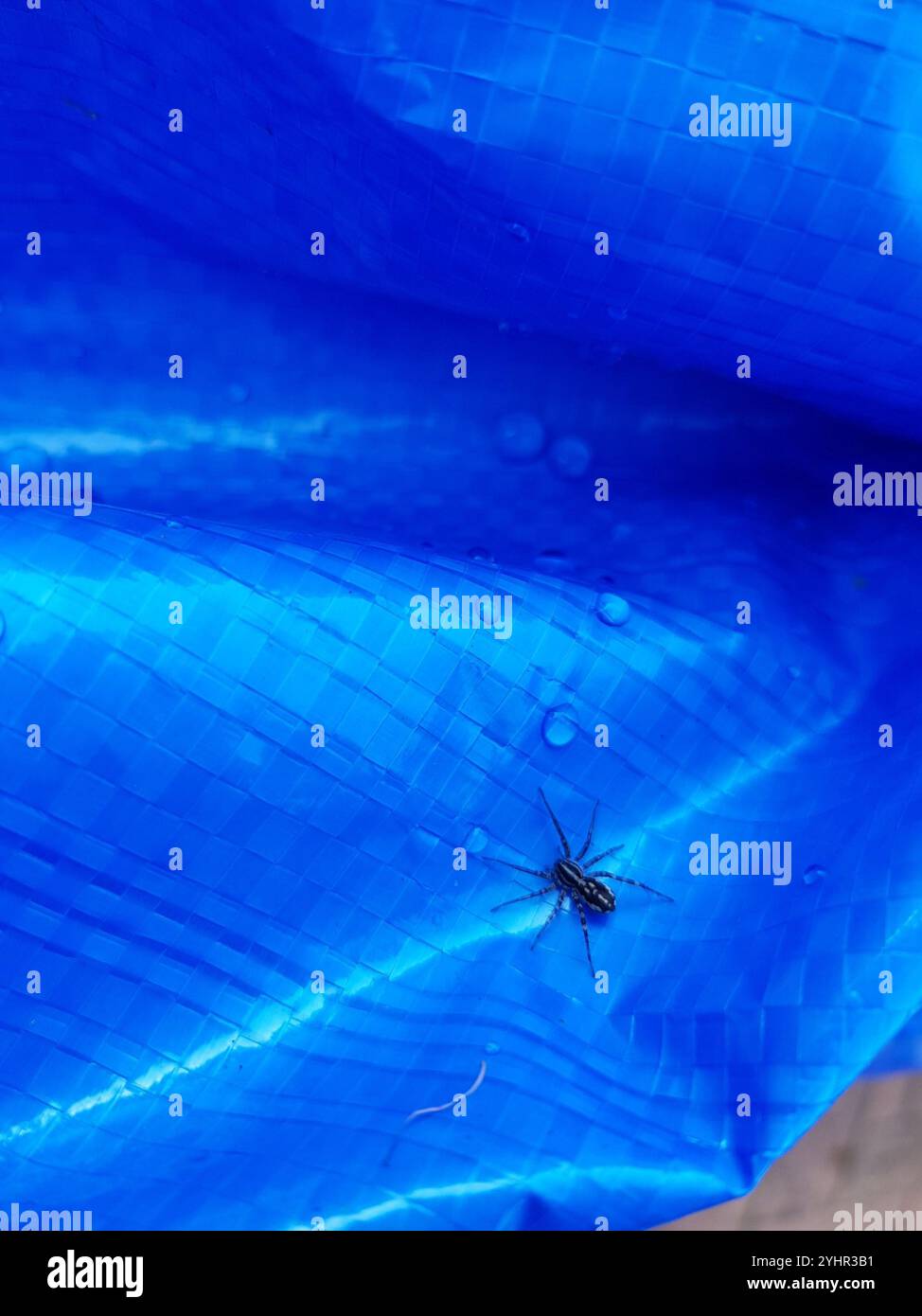 Spotted Ground Swift Spider (Nyssus coloripes Stock Photo - Alamy