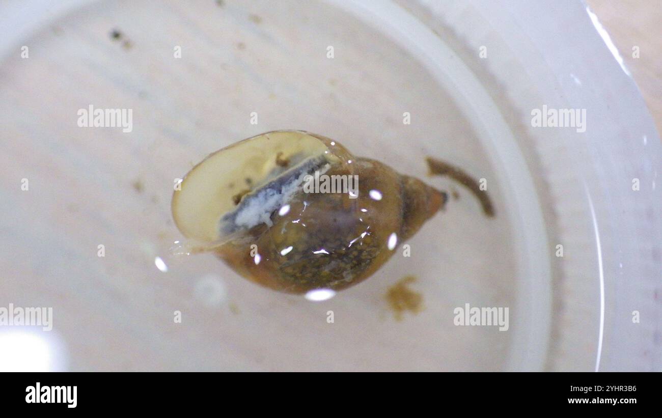 Bladder Snails (Physidae Stock Photo - Alamy