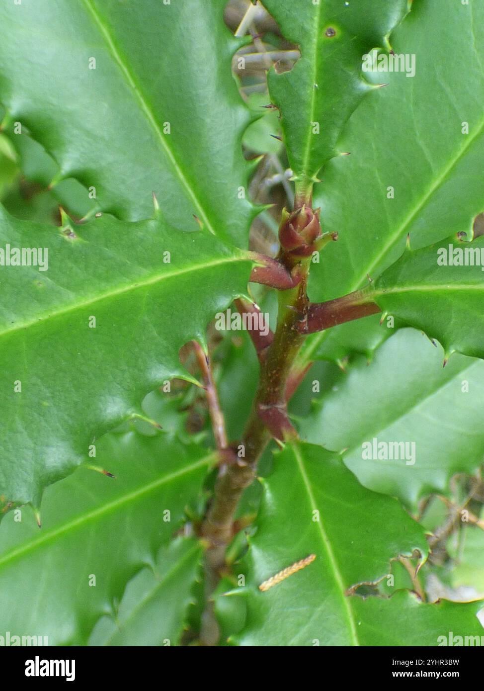 Chinese Photinia (Photinia serratifolia Stock Photo - Alamy