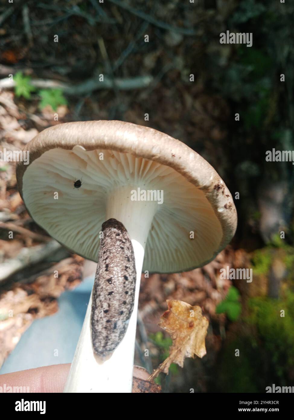 Carolina Mantleslug (Philomycus carolinianus Stock Photo - Alamy