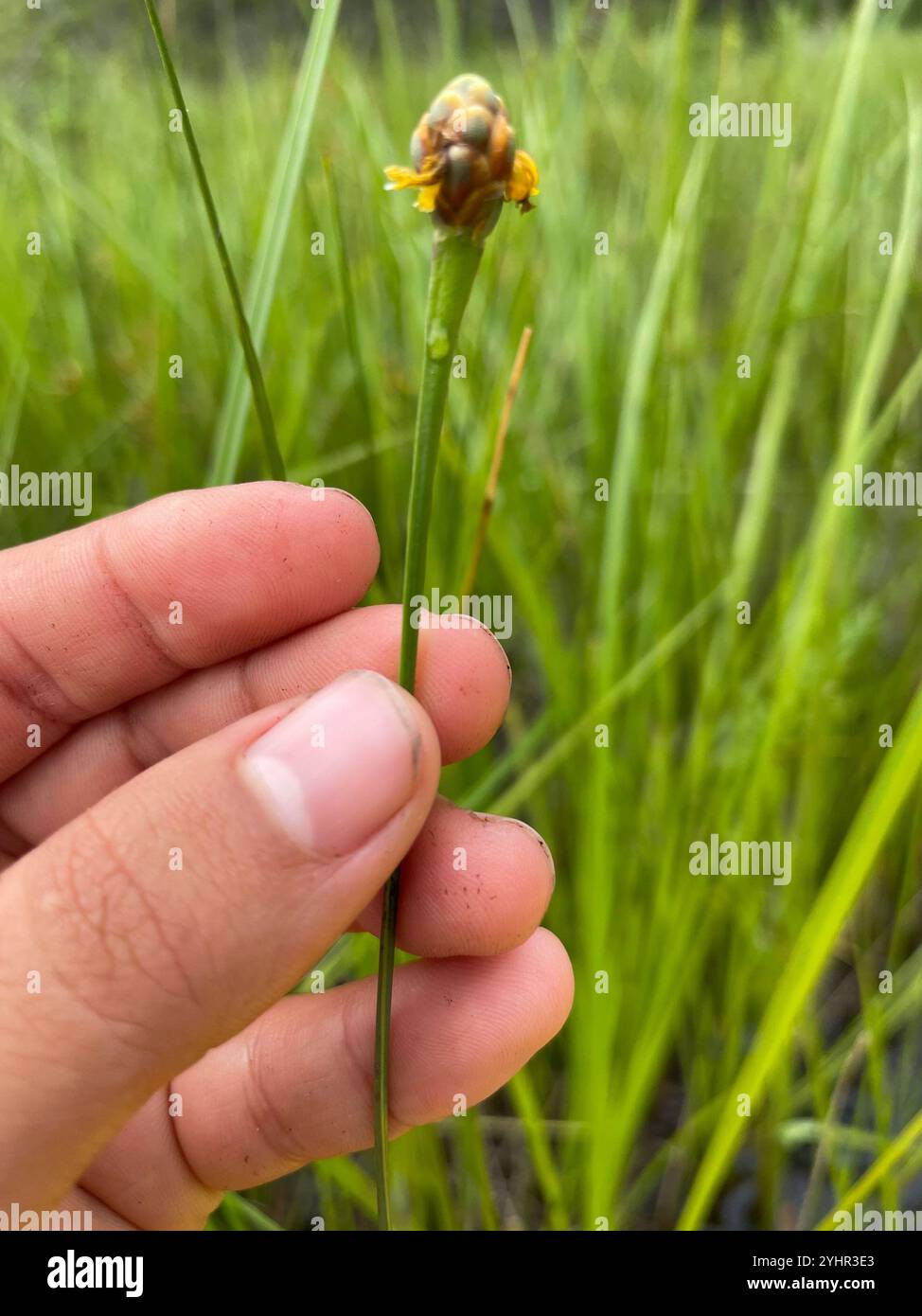 yellow-eyed grasses (Xyris Stock Photo - Alamy