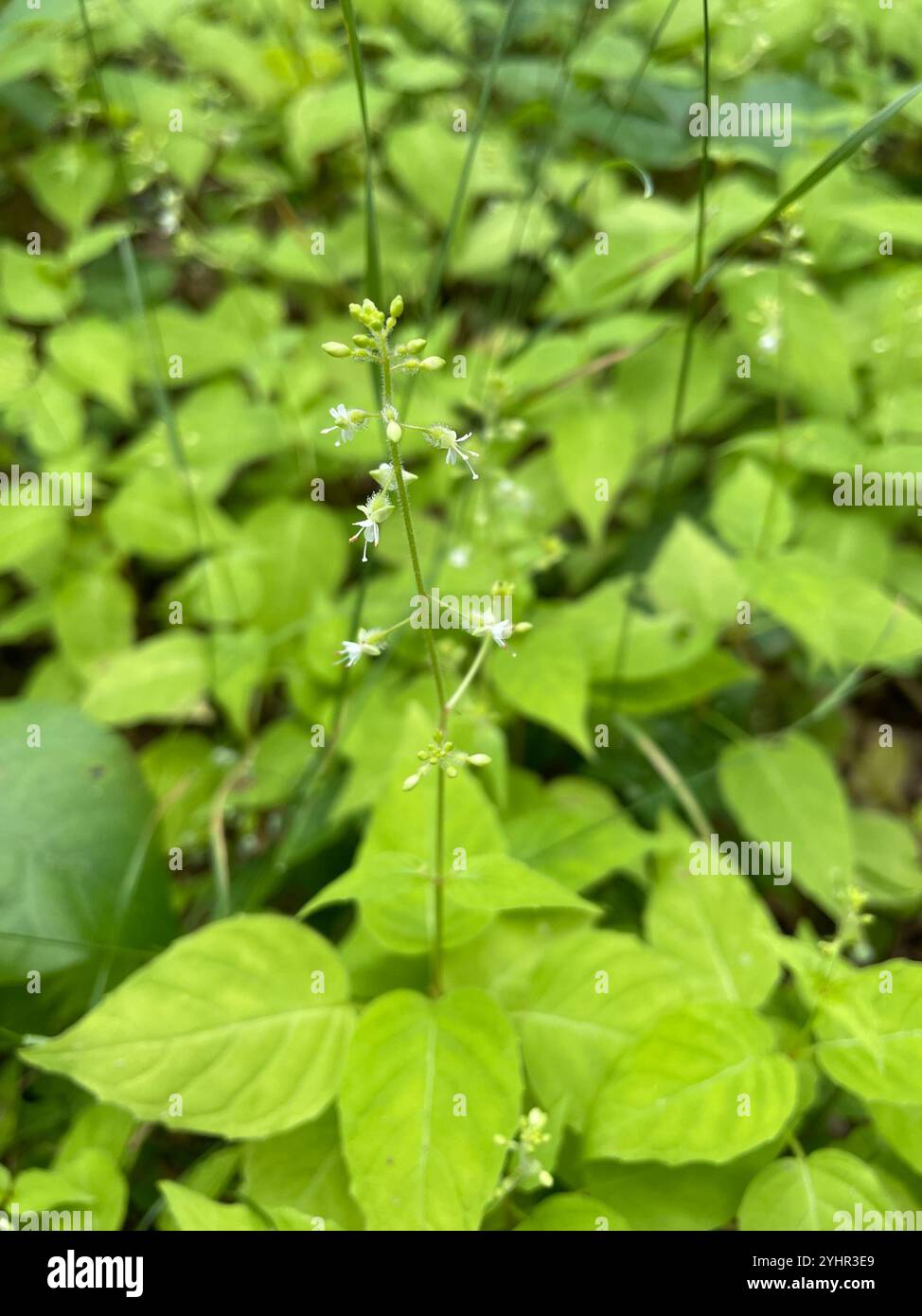 broadleaf enchanter's nightshade (Circaea canadensis Stock Photo - Alamy