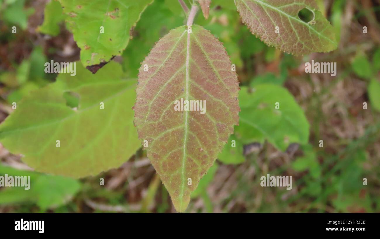 bigtooth aspen (Populus grandidentata Stock Photo - Alamy