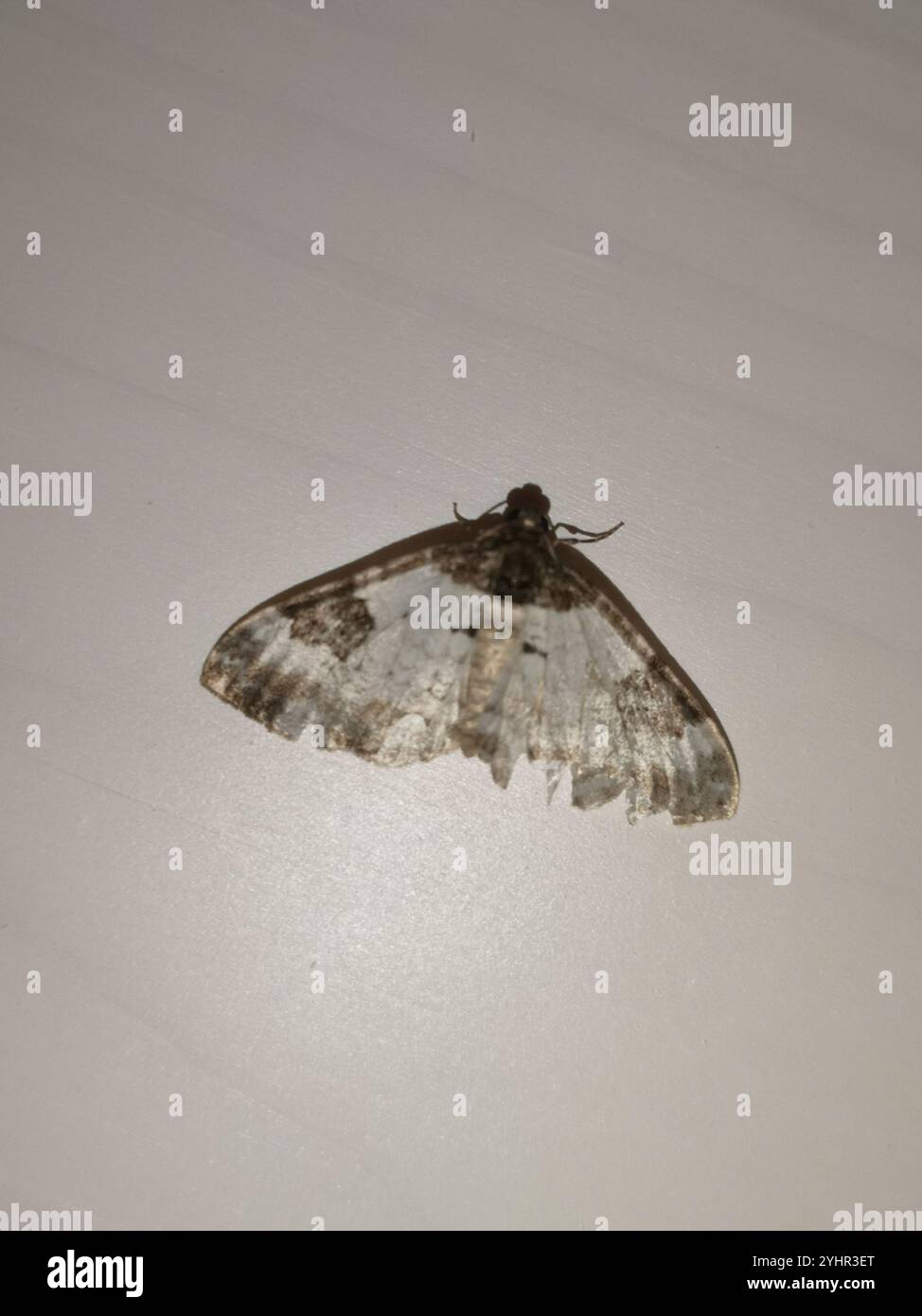 Melanthia procellata hi-res stock photography and images - Alamy