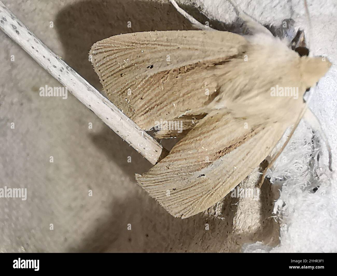 Smoky Wainscot (Mythimna impura Stock Photo - Alamy