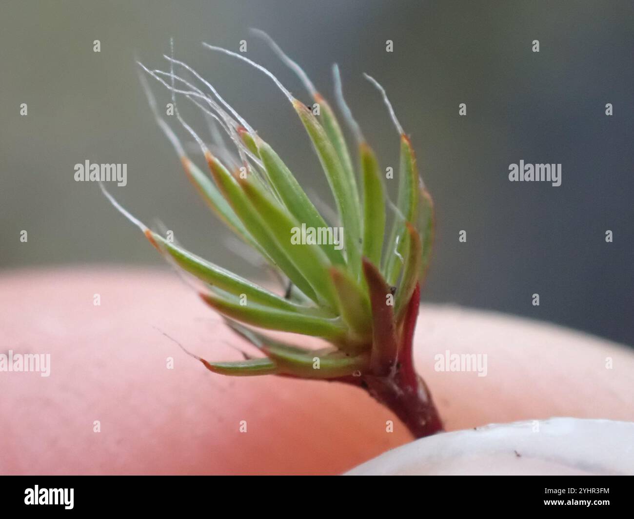 bristly haircap moss (Polytrichum piliferum Stock Photo - Alamy