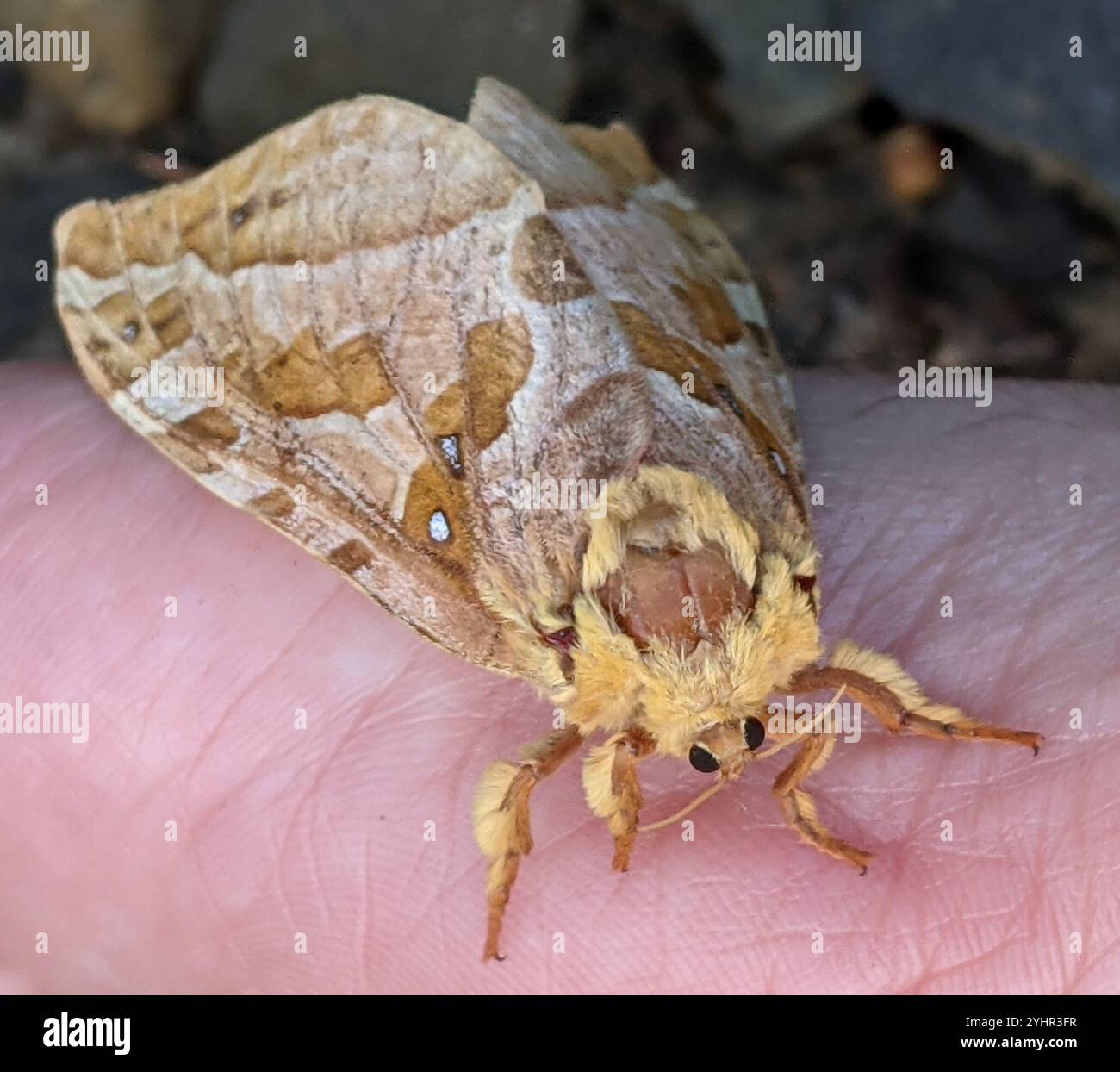 Four-spotted Ghost Moth (Sthenopis purpurascens Stock Photo - Alamy