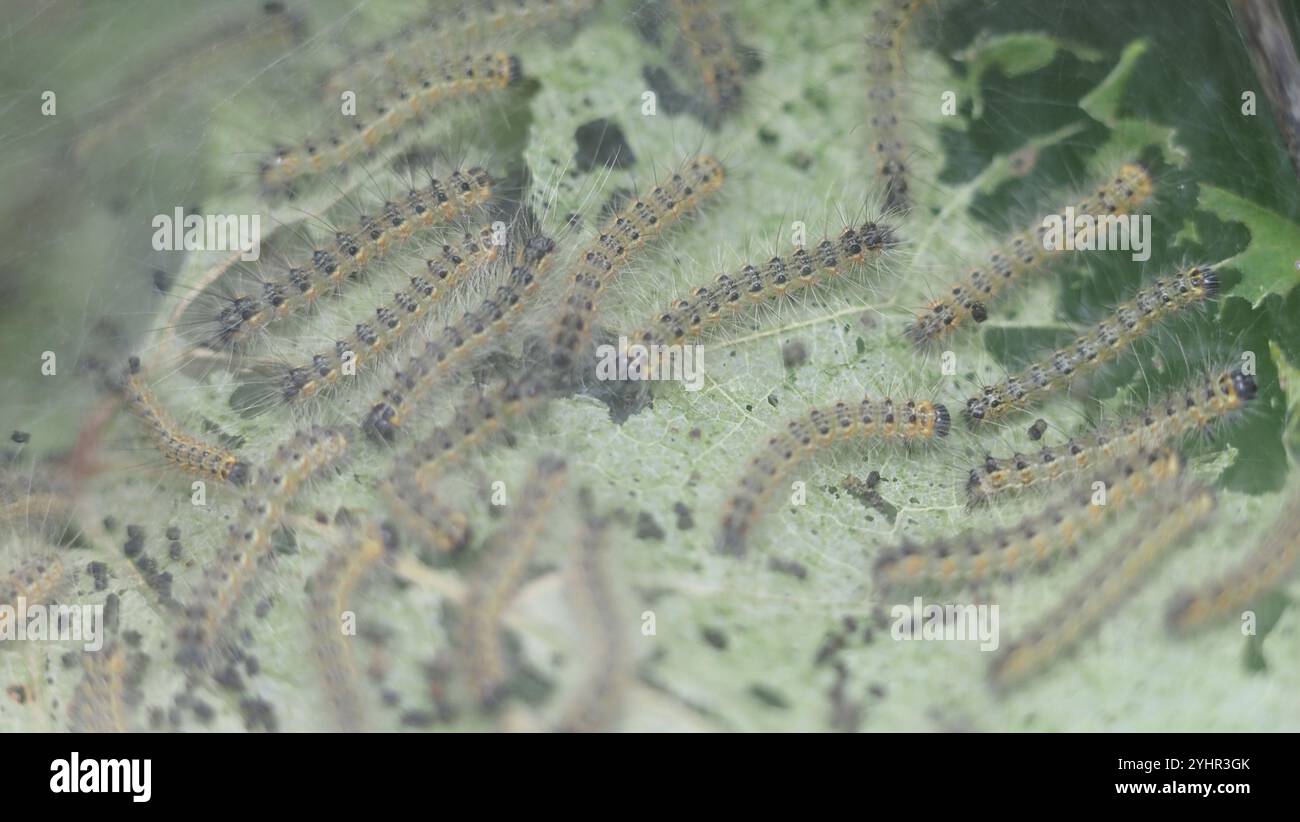 Fall Webworm Moth (Hyphantria cunea Stock Photo - Alamy