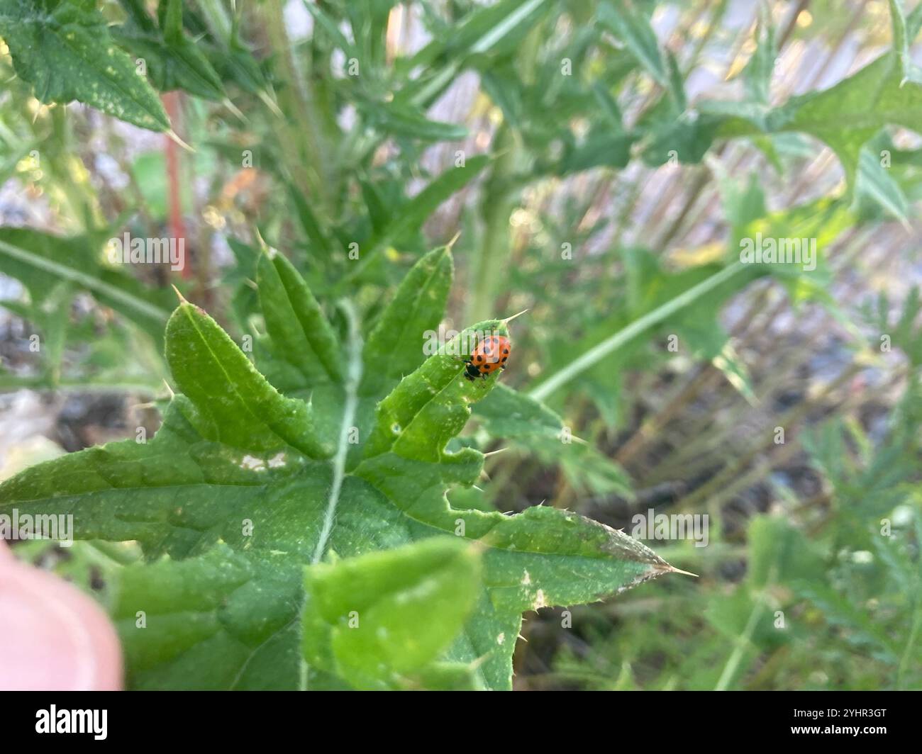 Thirteen-spotted Lady Beetle (Hippodamia tredecimpunctata Stock Photo ...