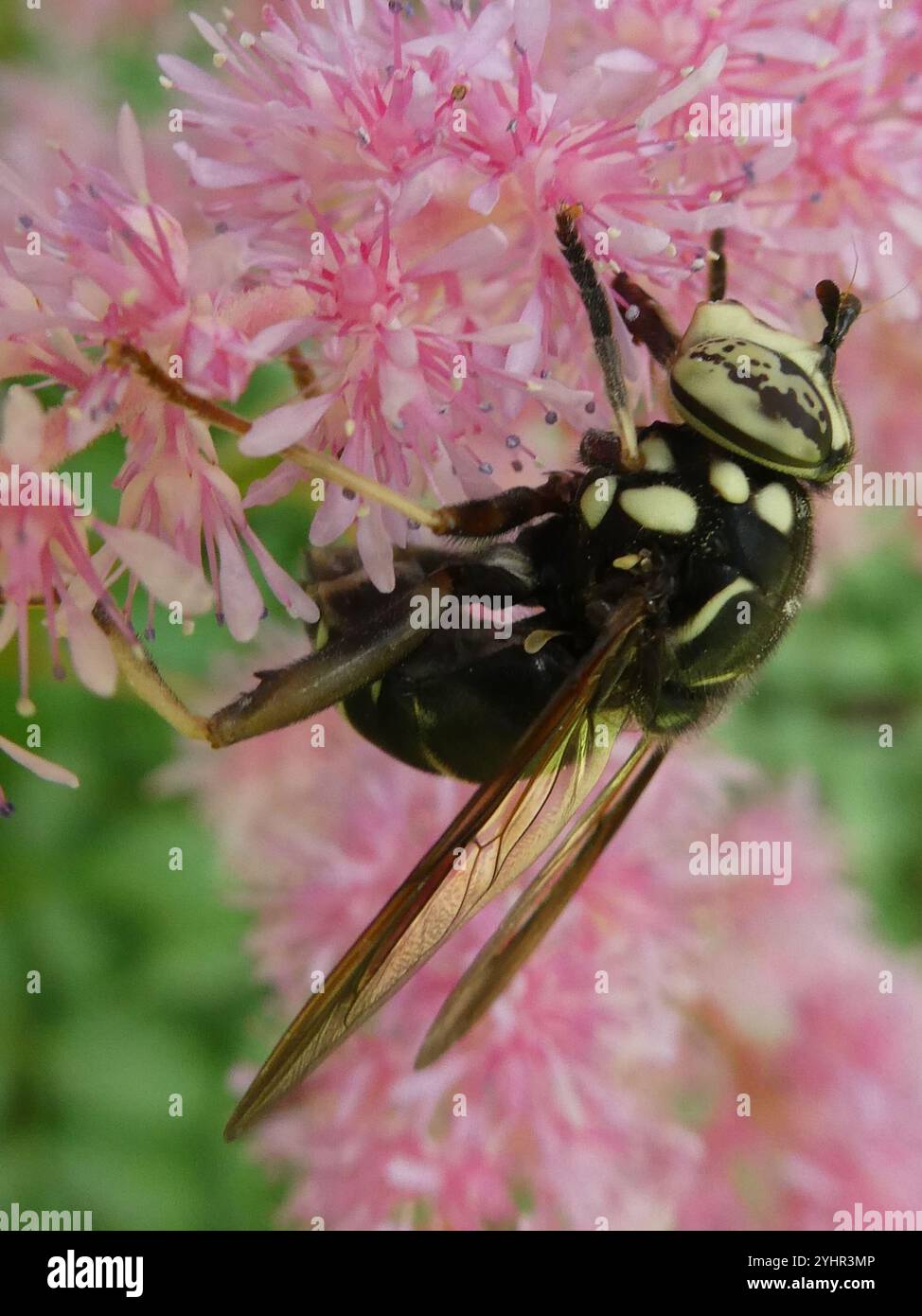 Bald-faced Hornet Fly (Spilomyia fusca Stock Photo - Alamy