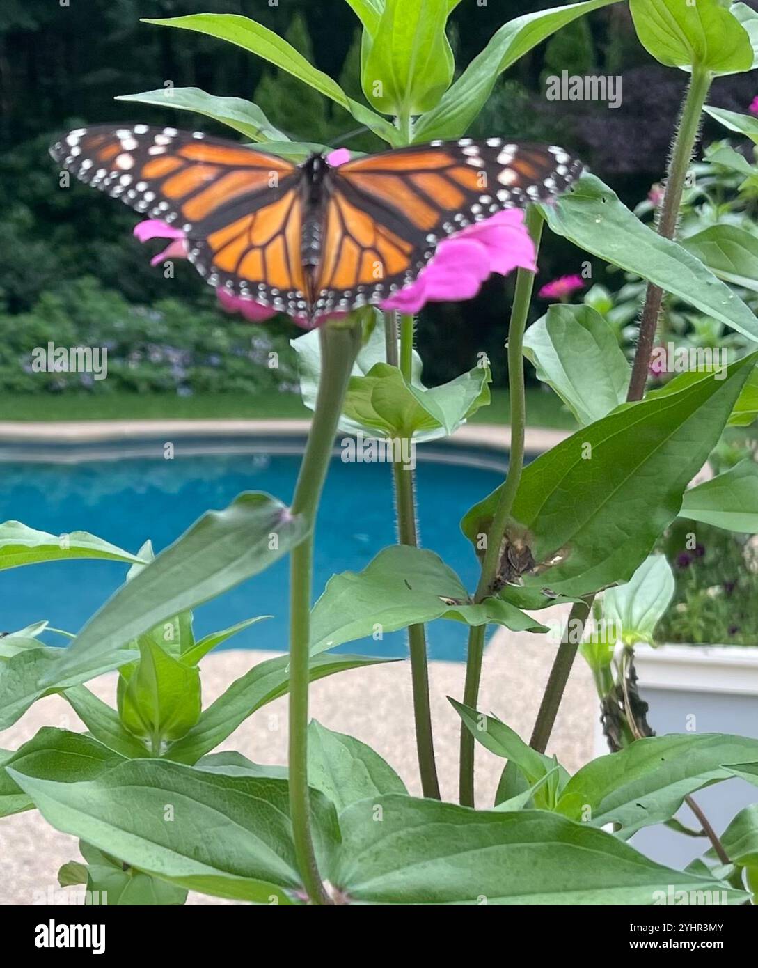 Monarch (Danaus plexippus Stock Photo - Alamy