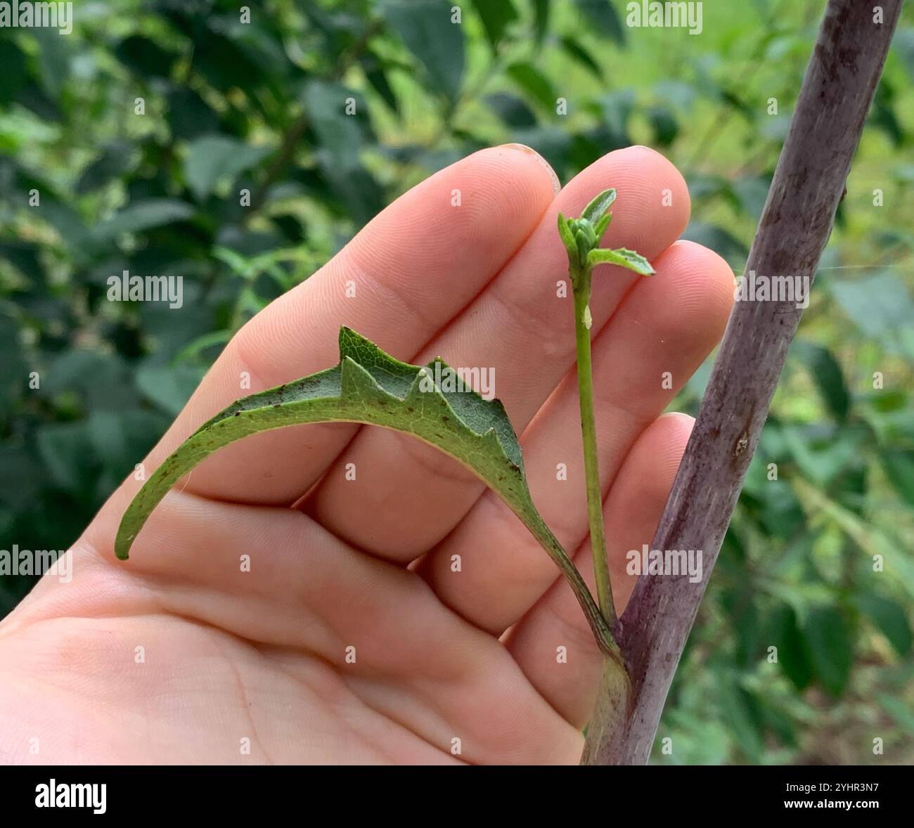 Kidney-leaf Rosinweed (Silphium compositum Stock Photo - Alamy