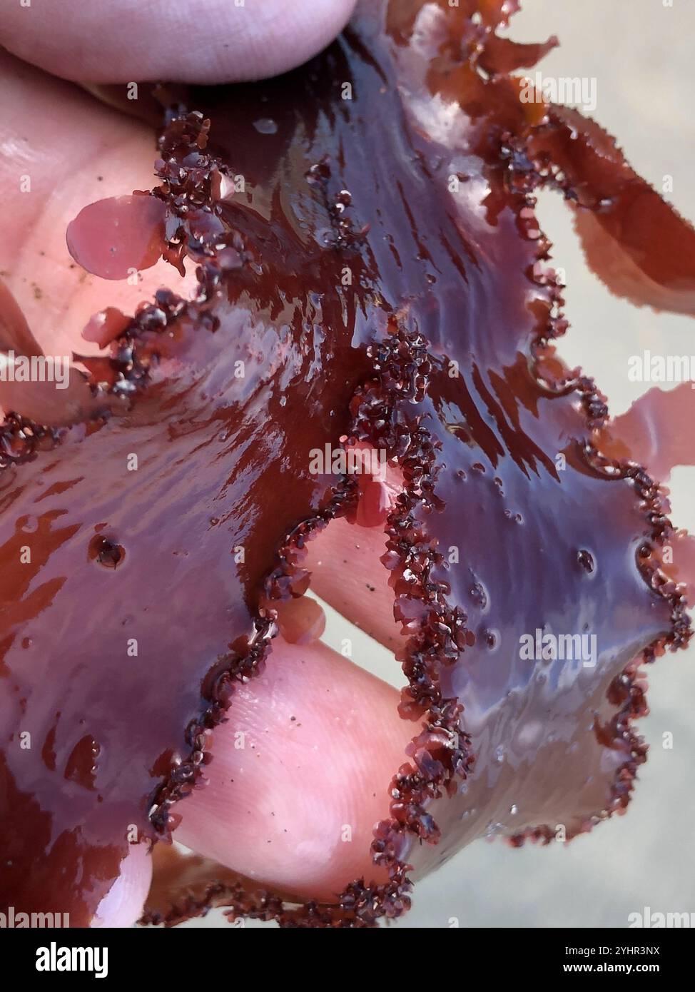 Grape Tongue (Cryptopleura ruprechtiana Stock Photo - Alamy