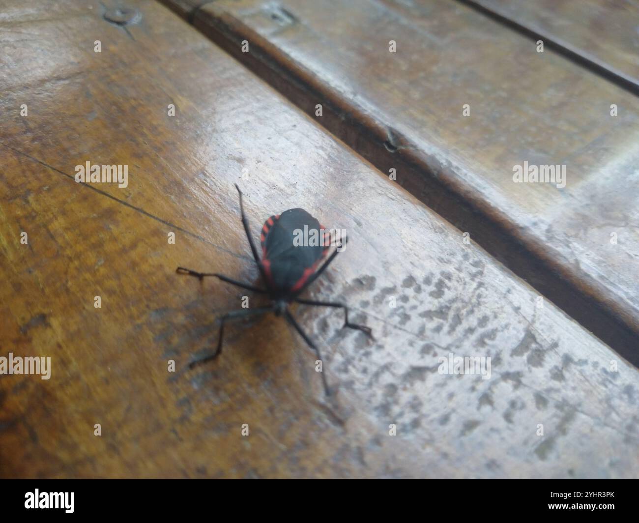 Sephina hi-res stock photography and images - Alamy