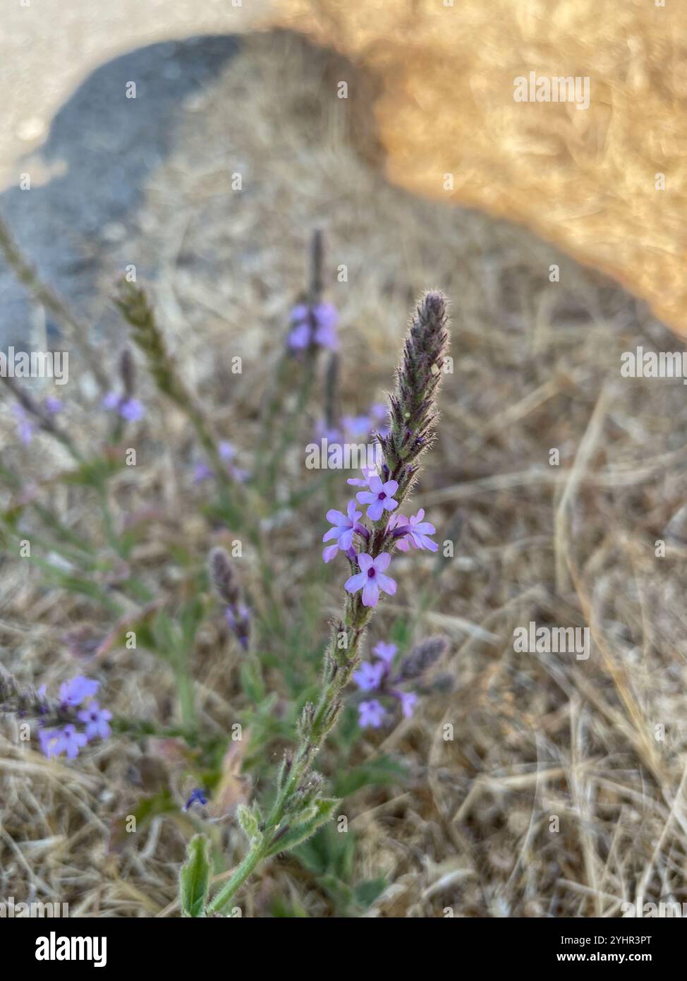 western vervain (Verbena lasiostachys Stock Photo - Alamy