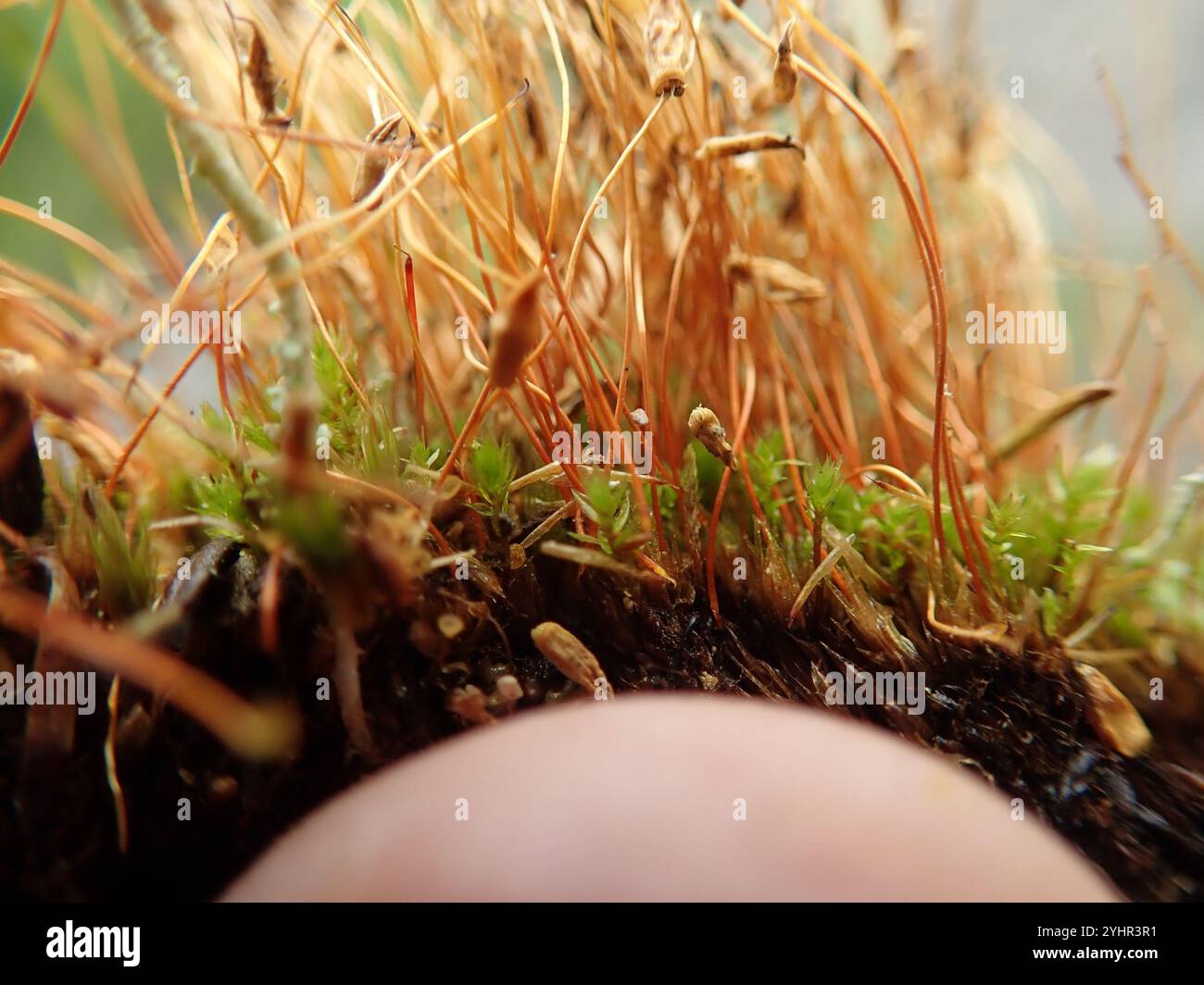 Bryaceae hi-res stock photography and images - Alamy