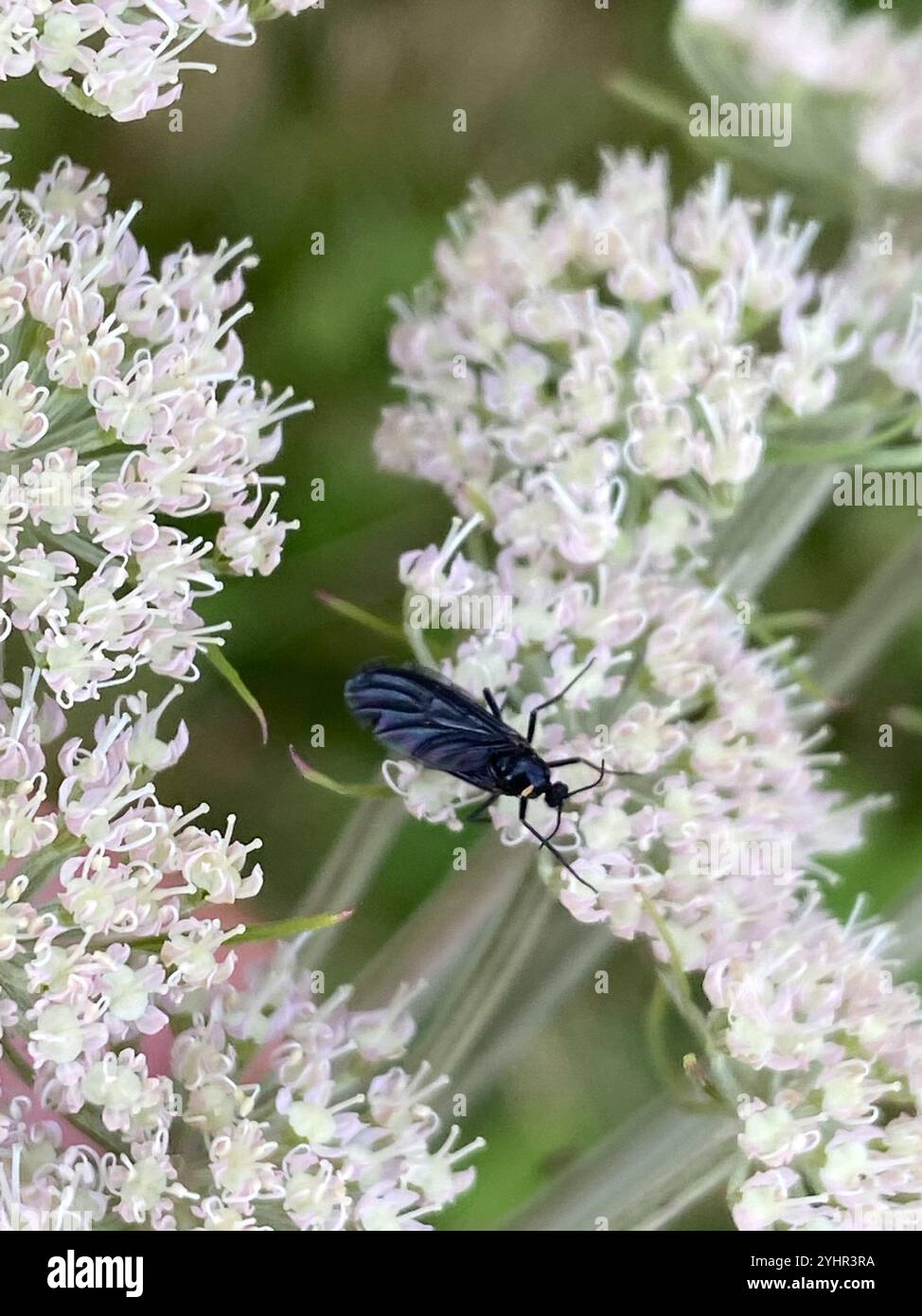 Sciara analis hi-res stock photography and images - Alamy