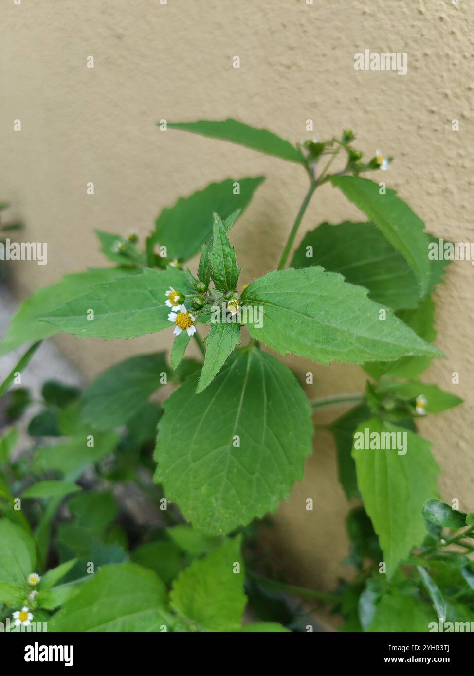 shaggy soldier (Galinsoga quadriradiata Stock Photo - Alamy