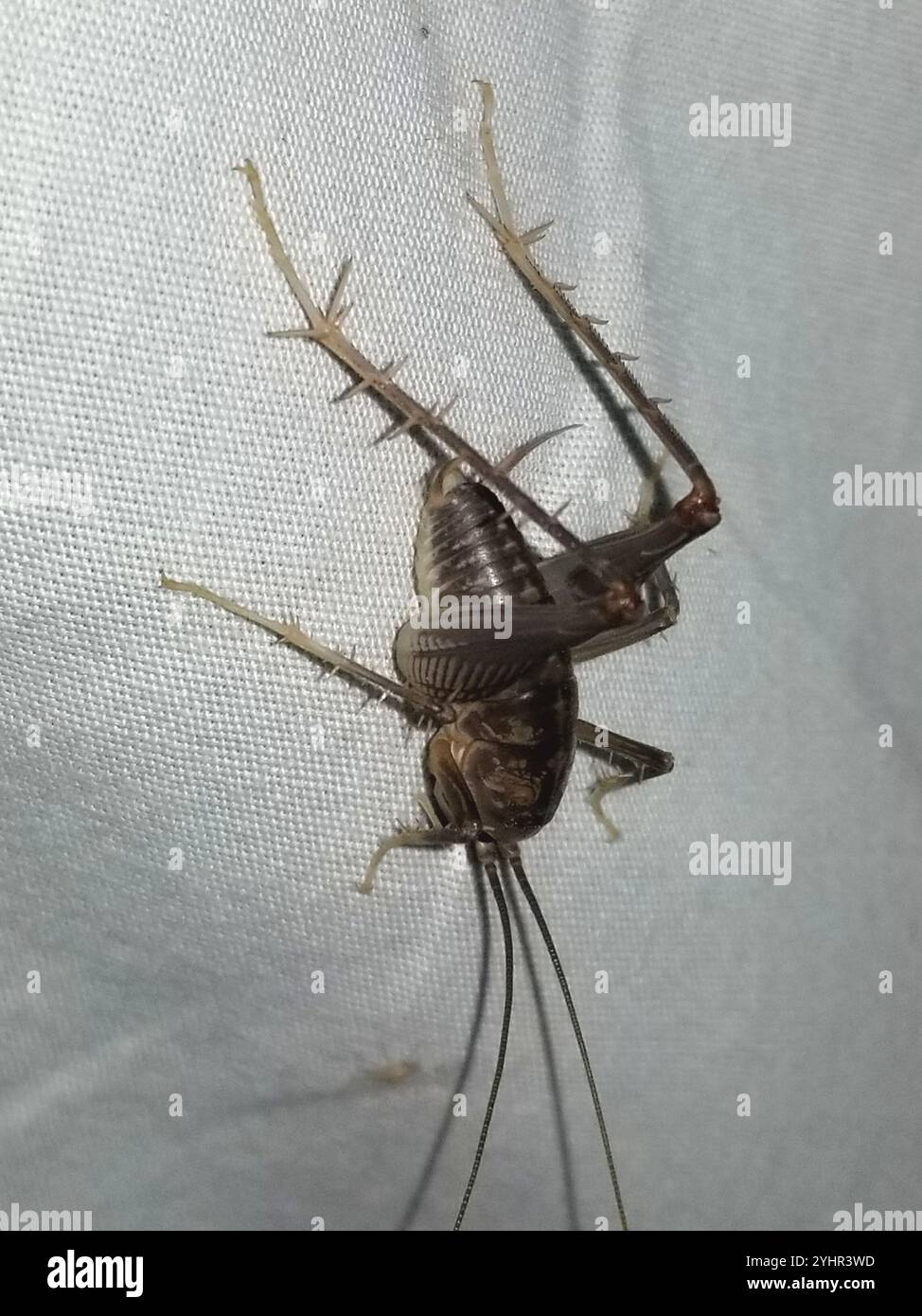 Camel Crickets, Cave Crickets, and Cave Wēta (Rhaphidophoridae Stock ...