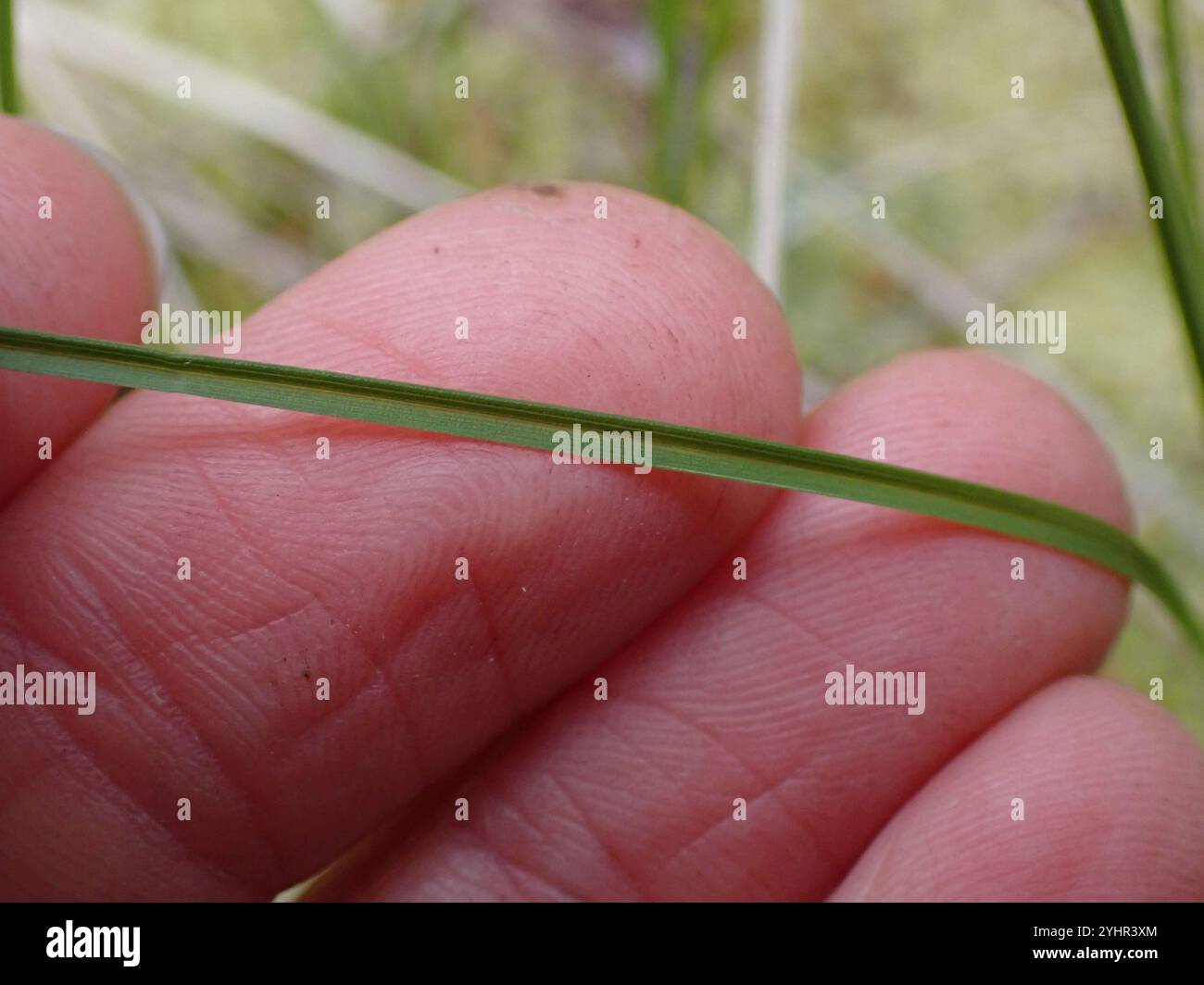 Long-stolon Sedge (Carex inops Stock Photo - Alamy