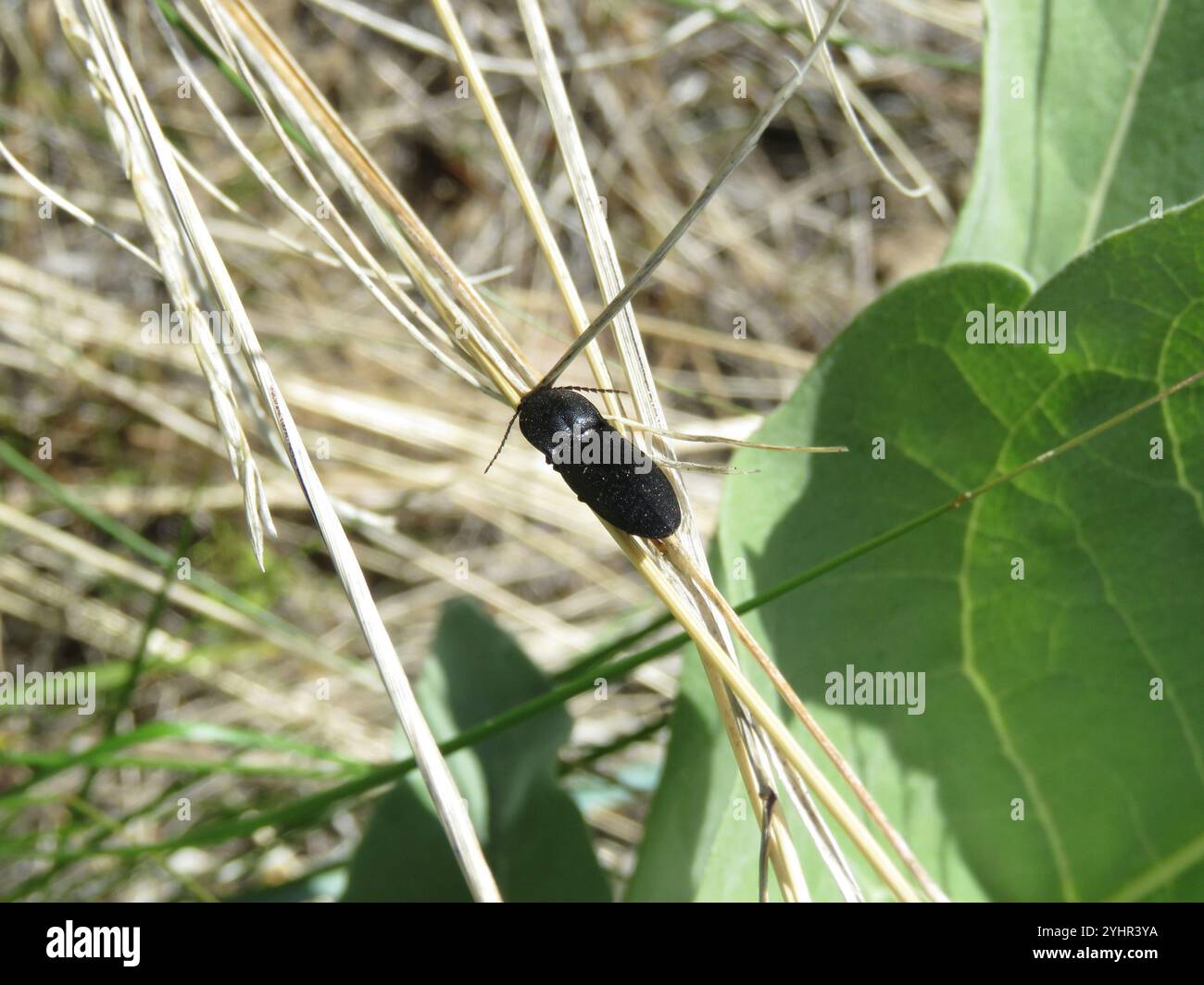Click Beetles (Elateridae Stock Photo - Alamy