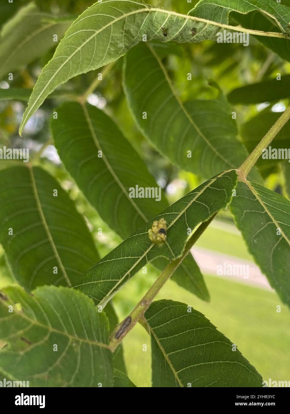 California Black Walnut Pouch Gall Mite (Aceria brachytarsa Stock Photo ...