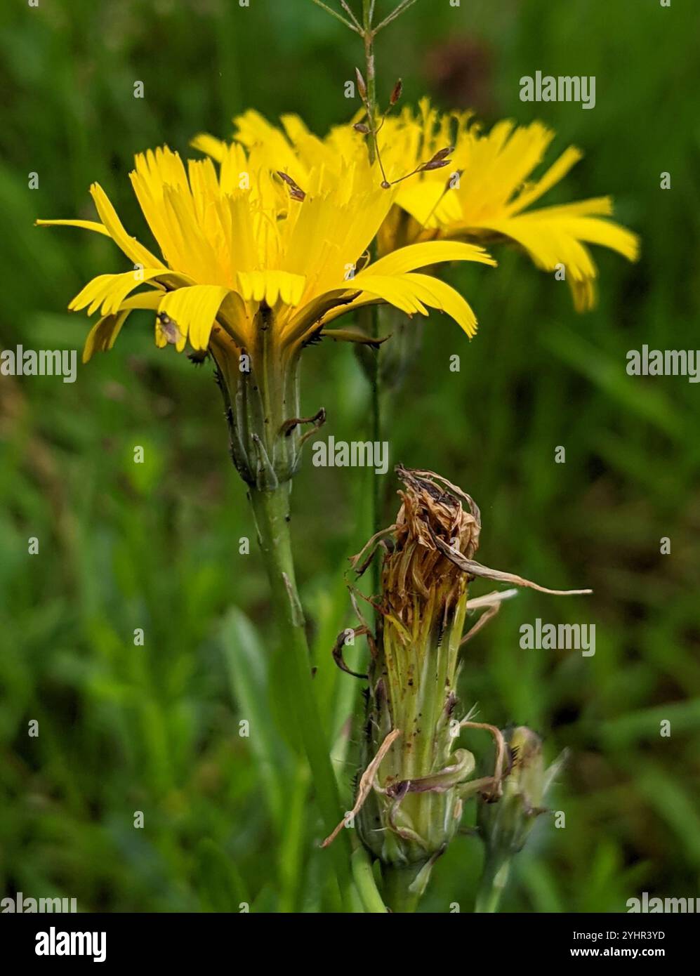 Common Cat's-ear (Hypochaeris radicata Stock Photo - Alamy