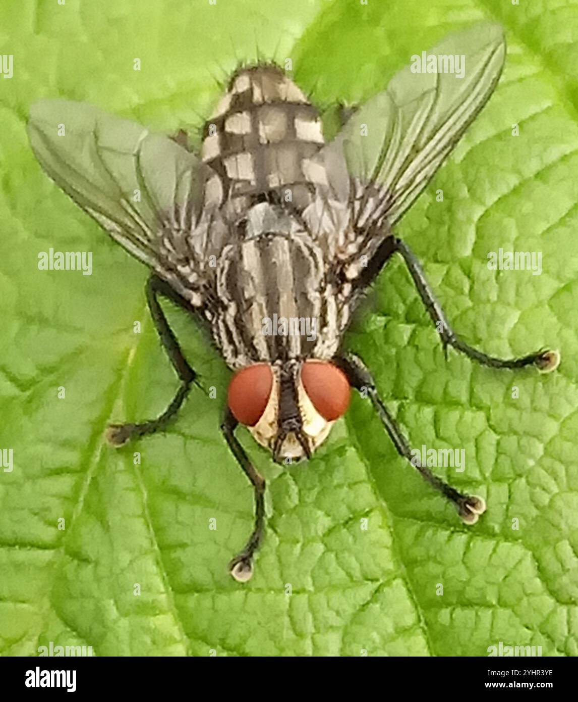 Common Flesh Flies (Sarcophaga Stock Photo - Alamy