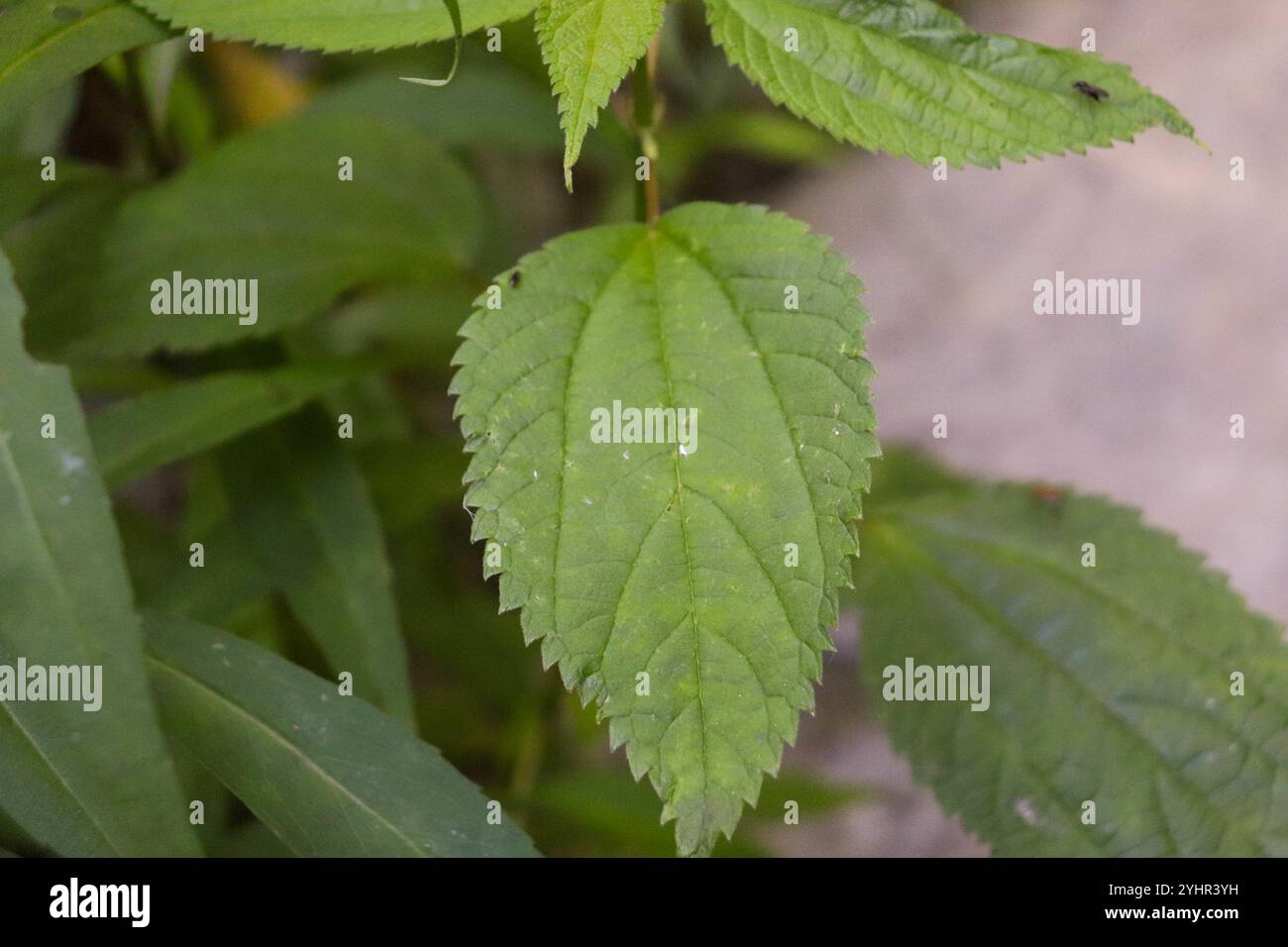 False nettle hi-res stock photography and images - Alamy