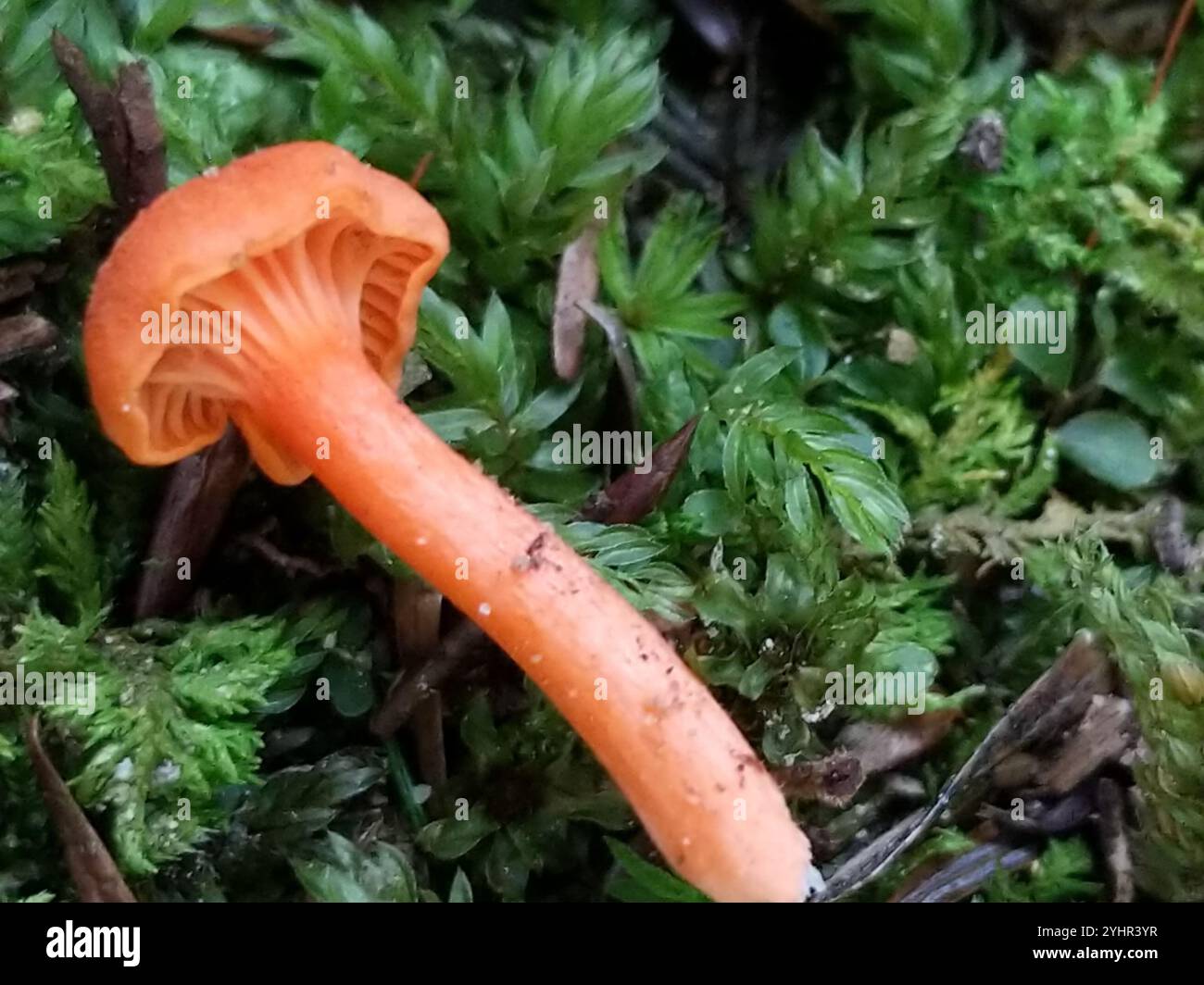 Red Chanterelle (Cantharellus cinnabarinus Stock Photo - Alamy