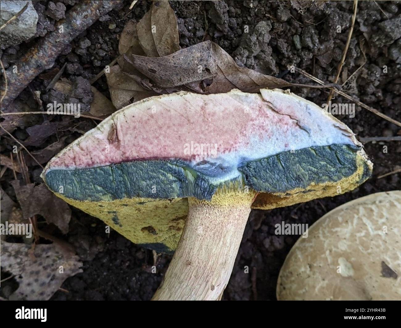 Caloboletus hi-res stock photography and images - Alamy