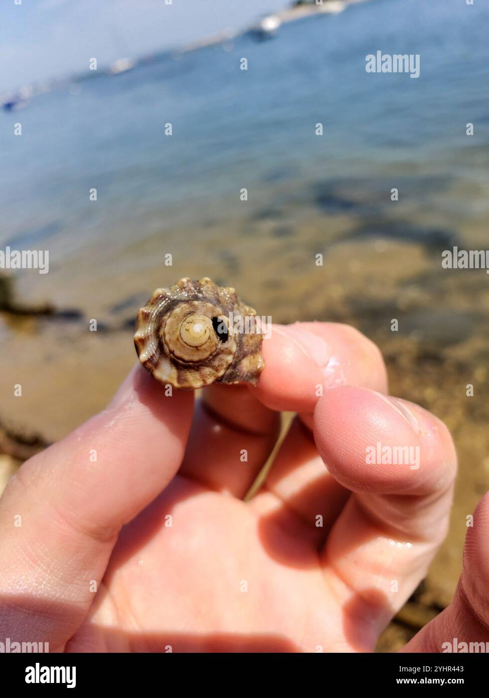 Knobbed whelk hi-res stock photography and images - Alamy