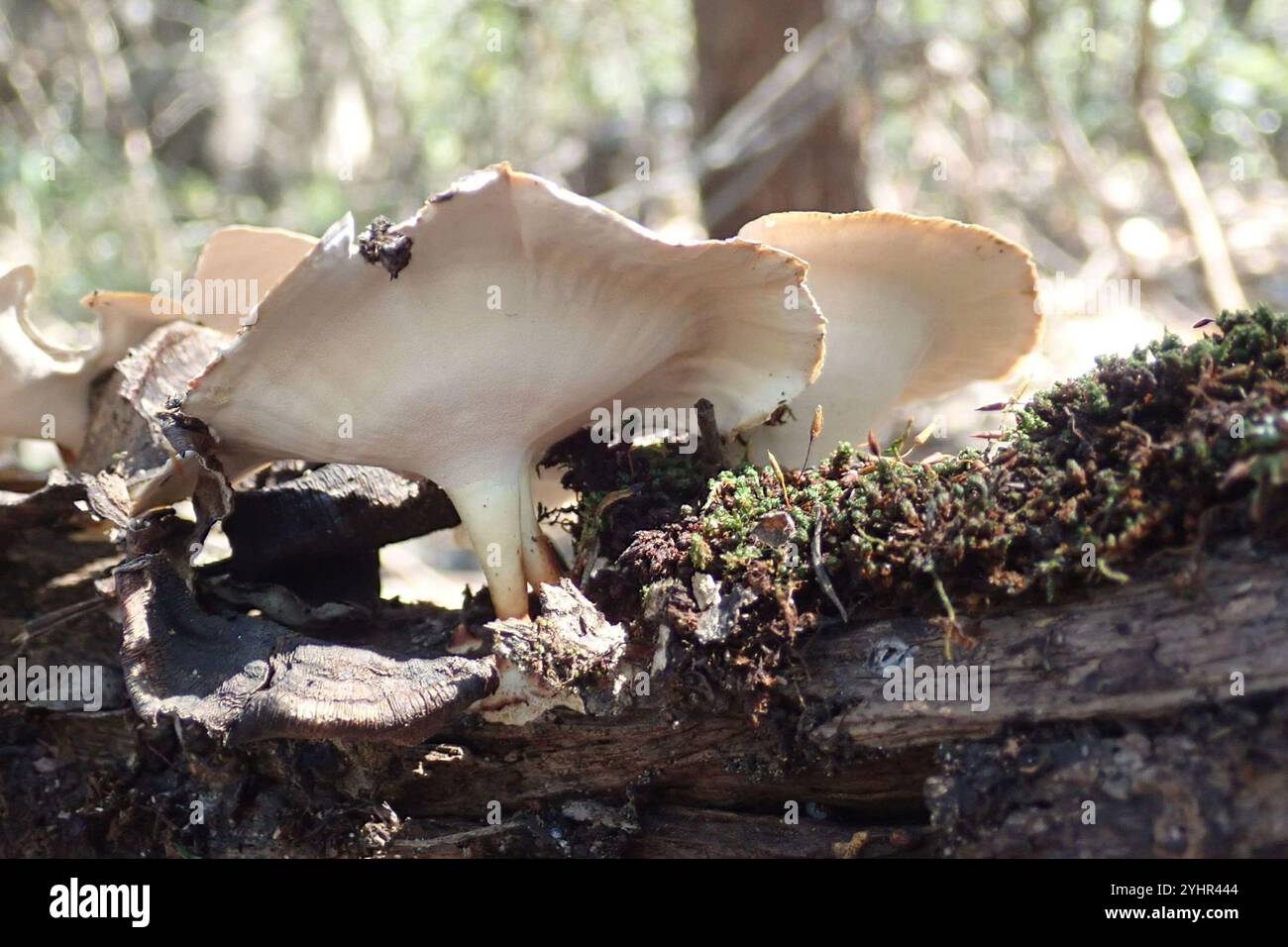 yellow stemmed micropore (Microporus xanthopus Stock Photo - Alamy