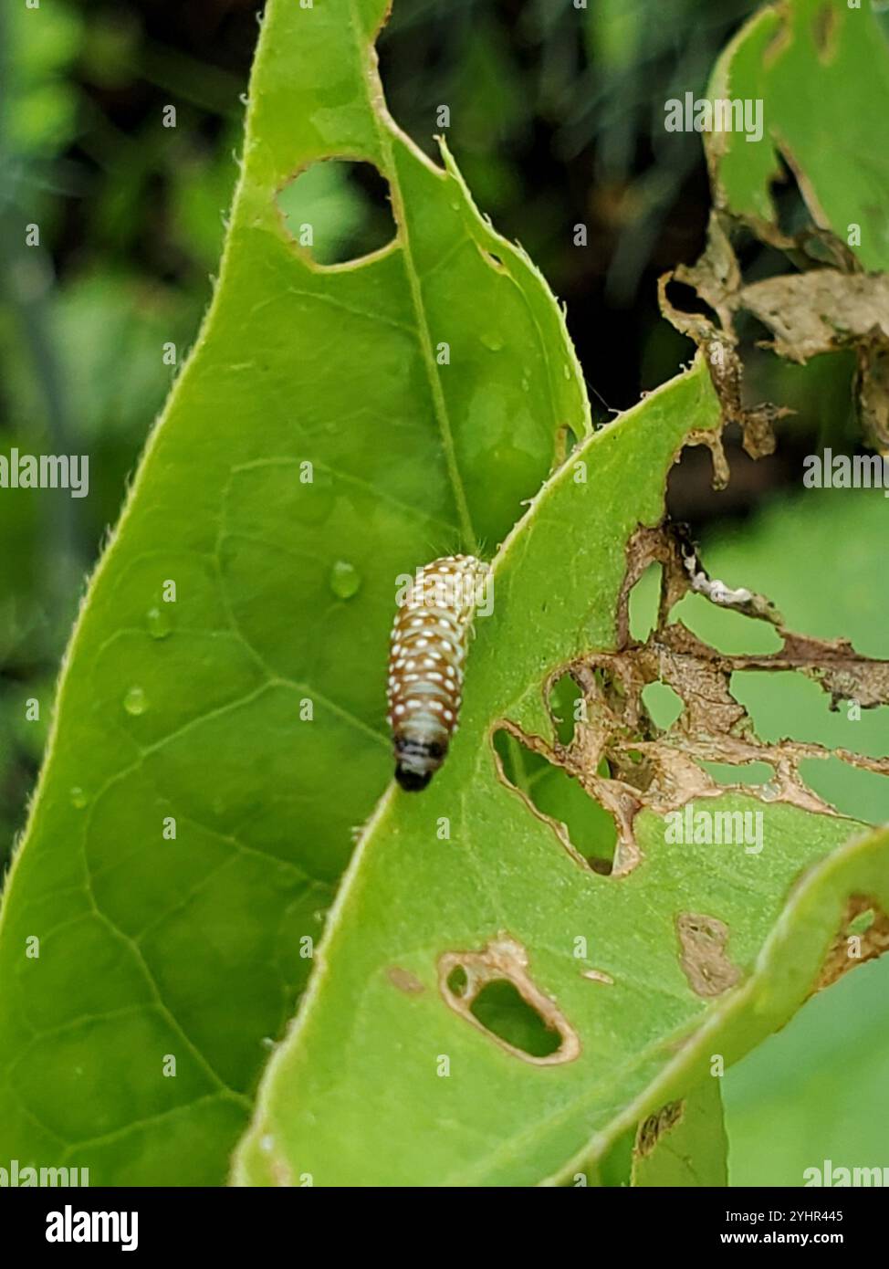 Purple Carrot-seed Moth (Depressaria depressana Stock Photo - Alamy