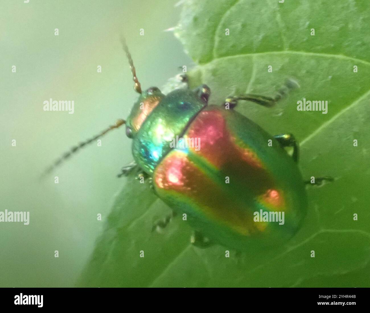 Dead nettle leaf beetle hi-res stock photography and images - Alamy