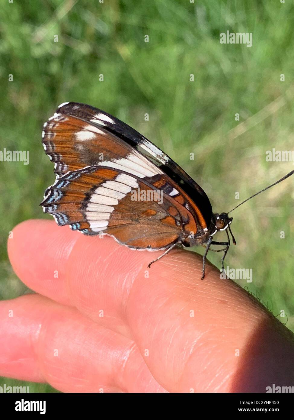 Western White Admiral (Limenitis arthemis rubrofasciata Stock Photo - Alamy