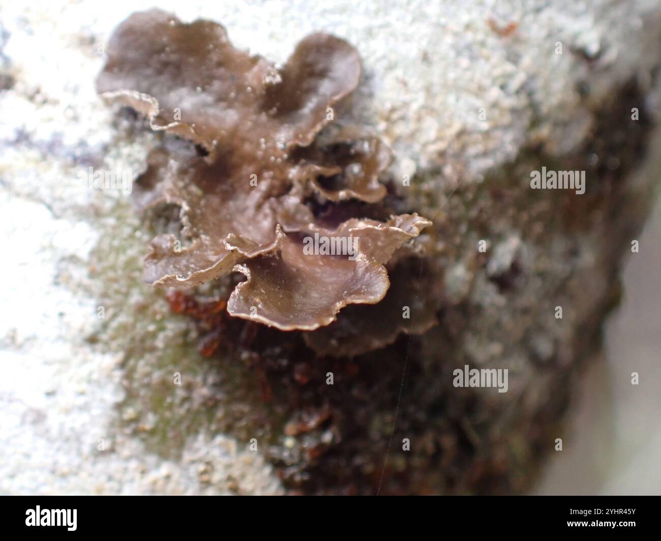 Moon Lichens (Sticta Stock Photo - Alamy