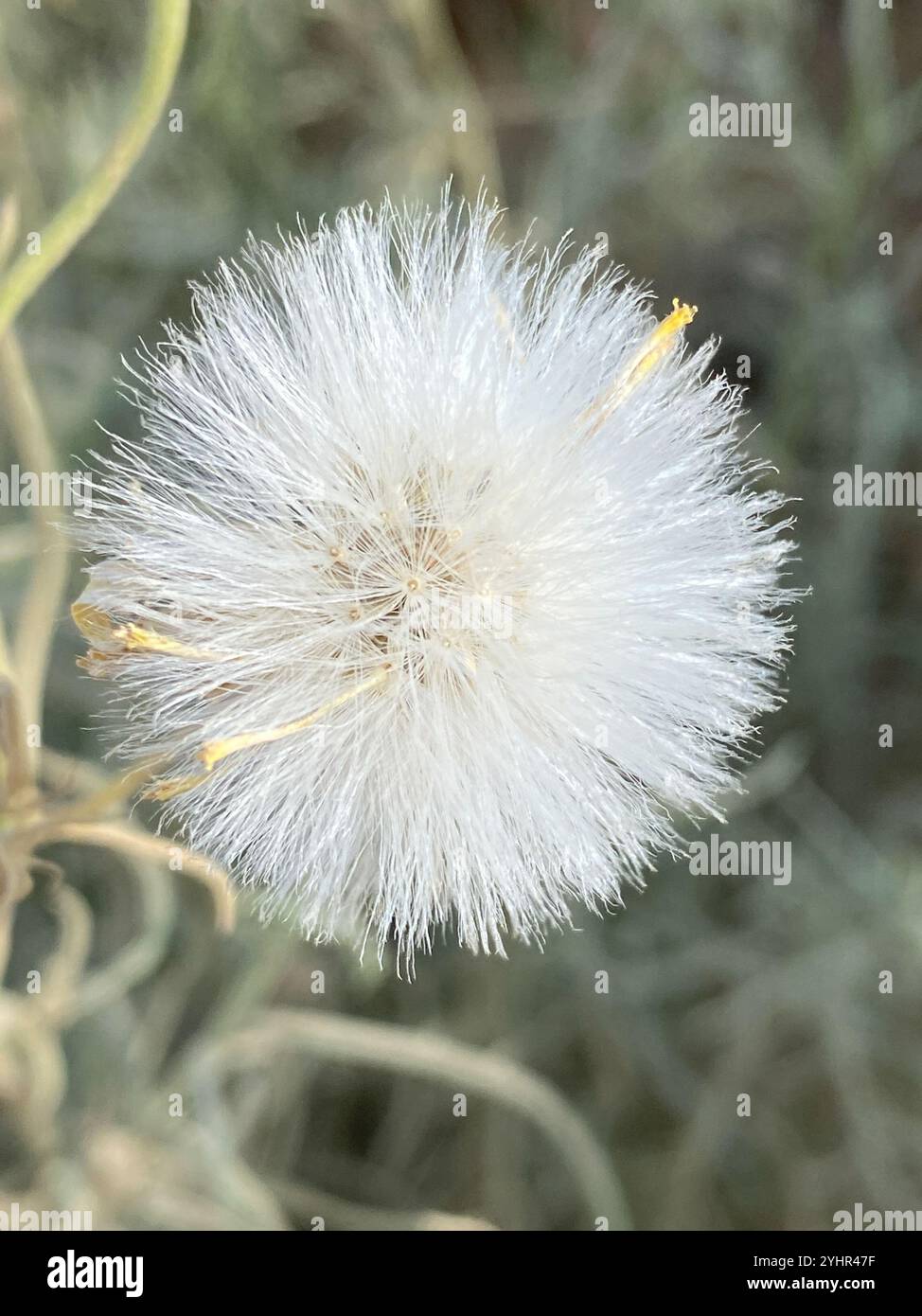 Flaccidus hi-res stock photography and images - Alamy