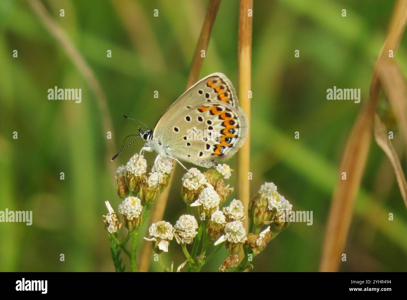 Reverdin's Blue (Plebejus argyrognomon Stock Photo - Alamy