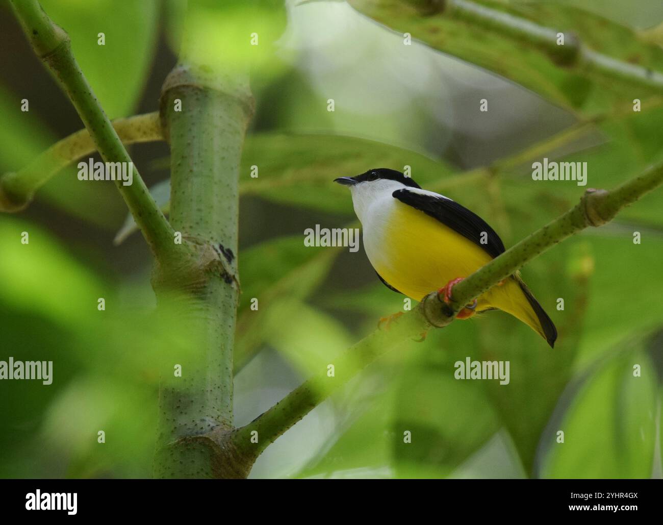 White-collared Manakin (Manacus candei Stock Photo - Alamy