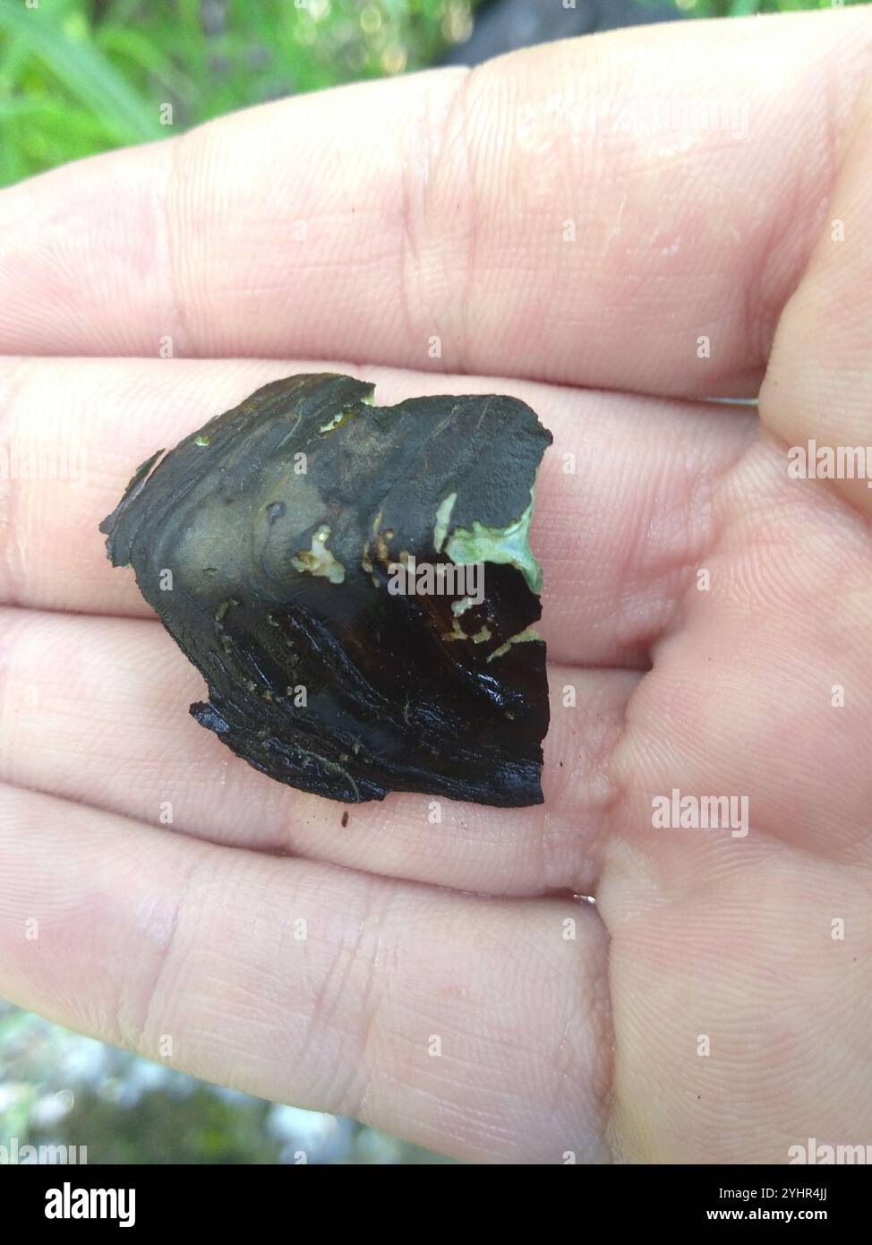 Western Ridged Mussel (Gonidea angulata Stock Photo - Alamy