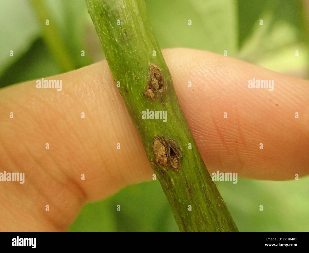 Catalpa Midge (Contarinia catalpae Stock Photo - Alamy