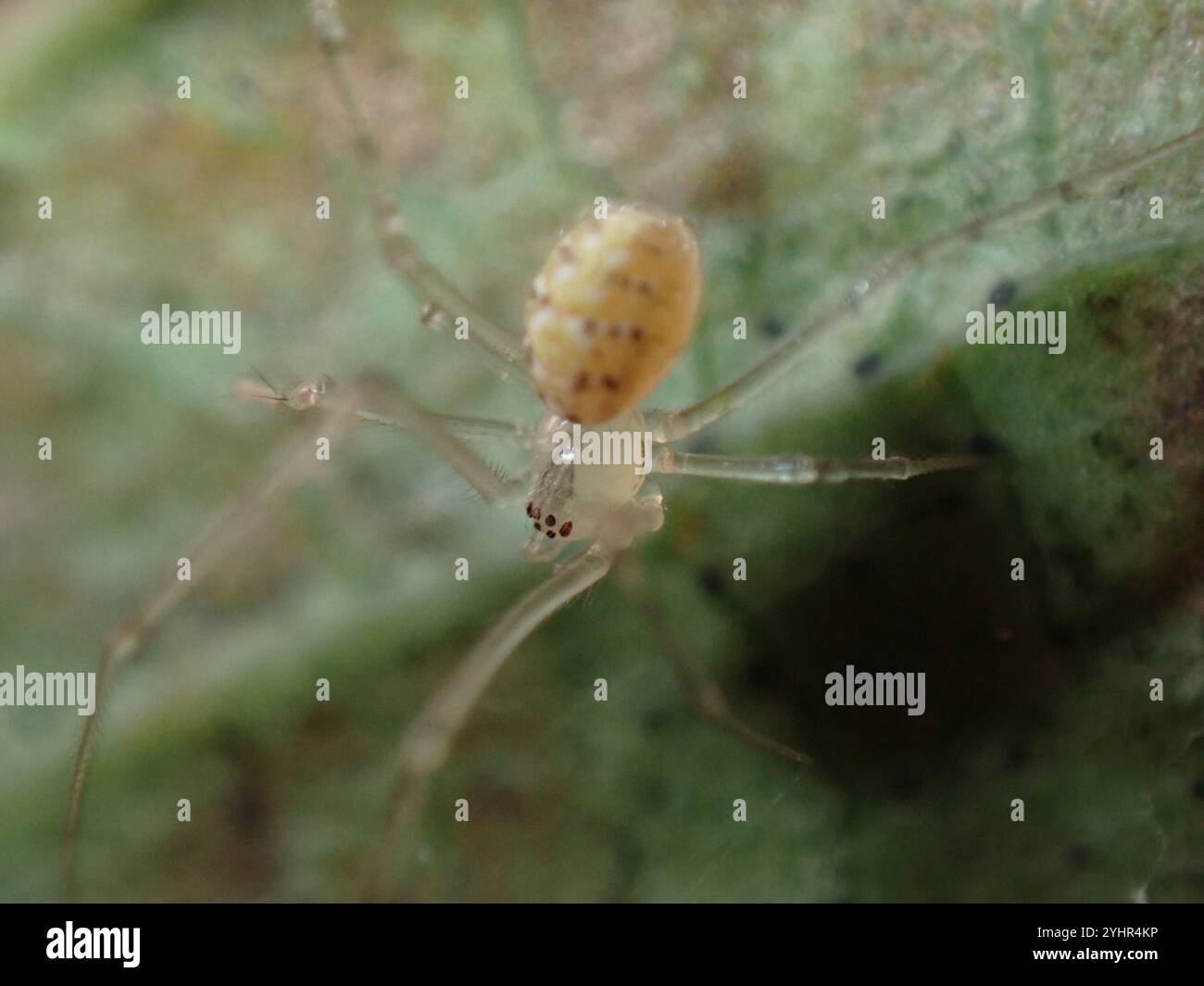 Comb-footed Spiders (Theridiidae Stock Photo - Alamy