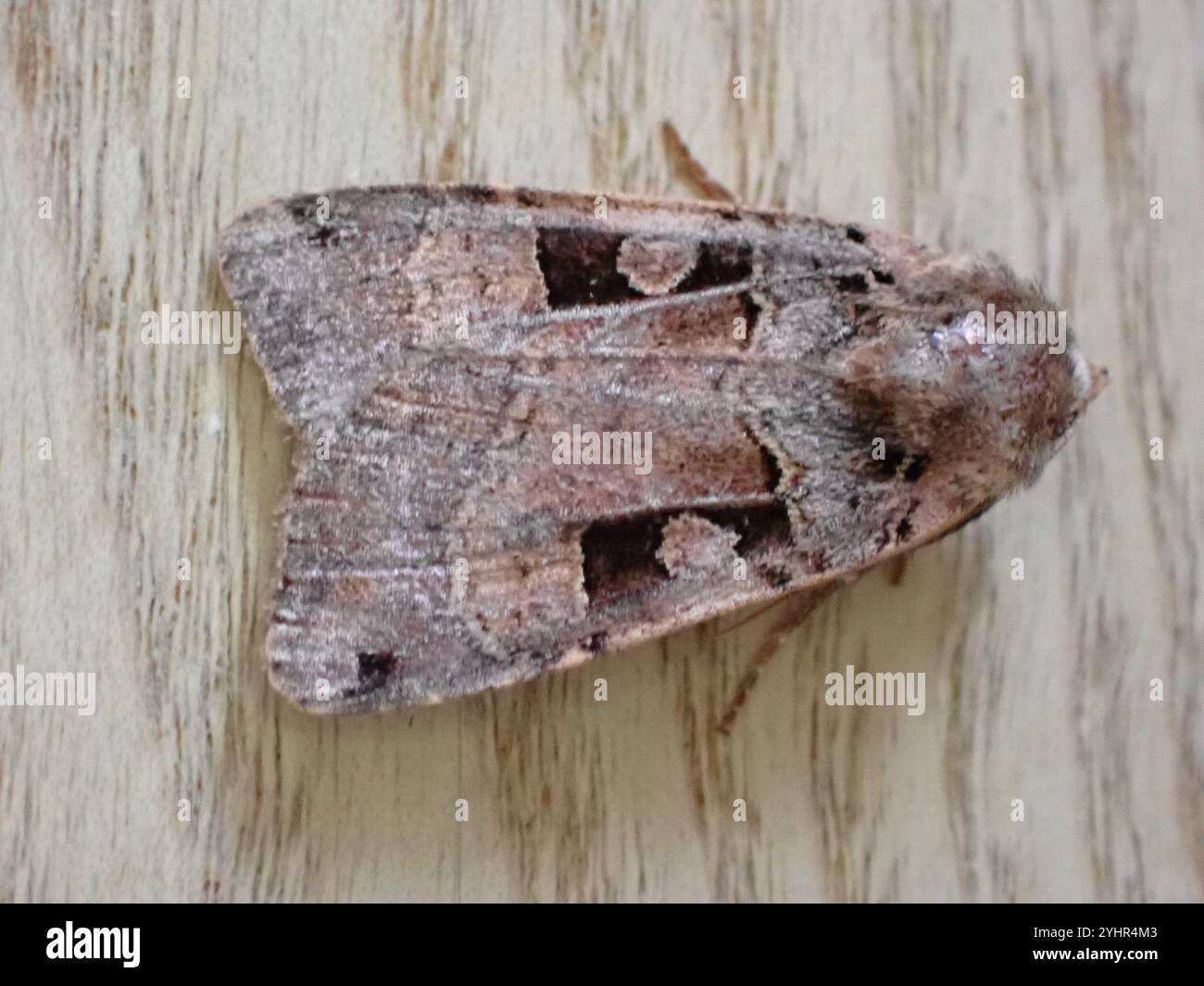 Double Square-spot (Xestia triangulum Stock Photo - Alamy